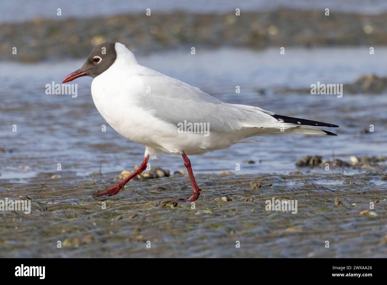 Closeup black headed gull walking hi-res stock photography and images ...