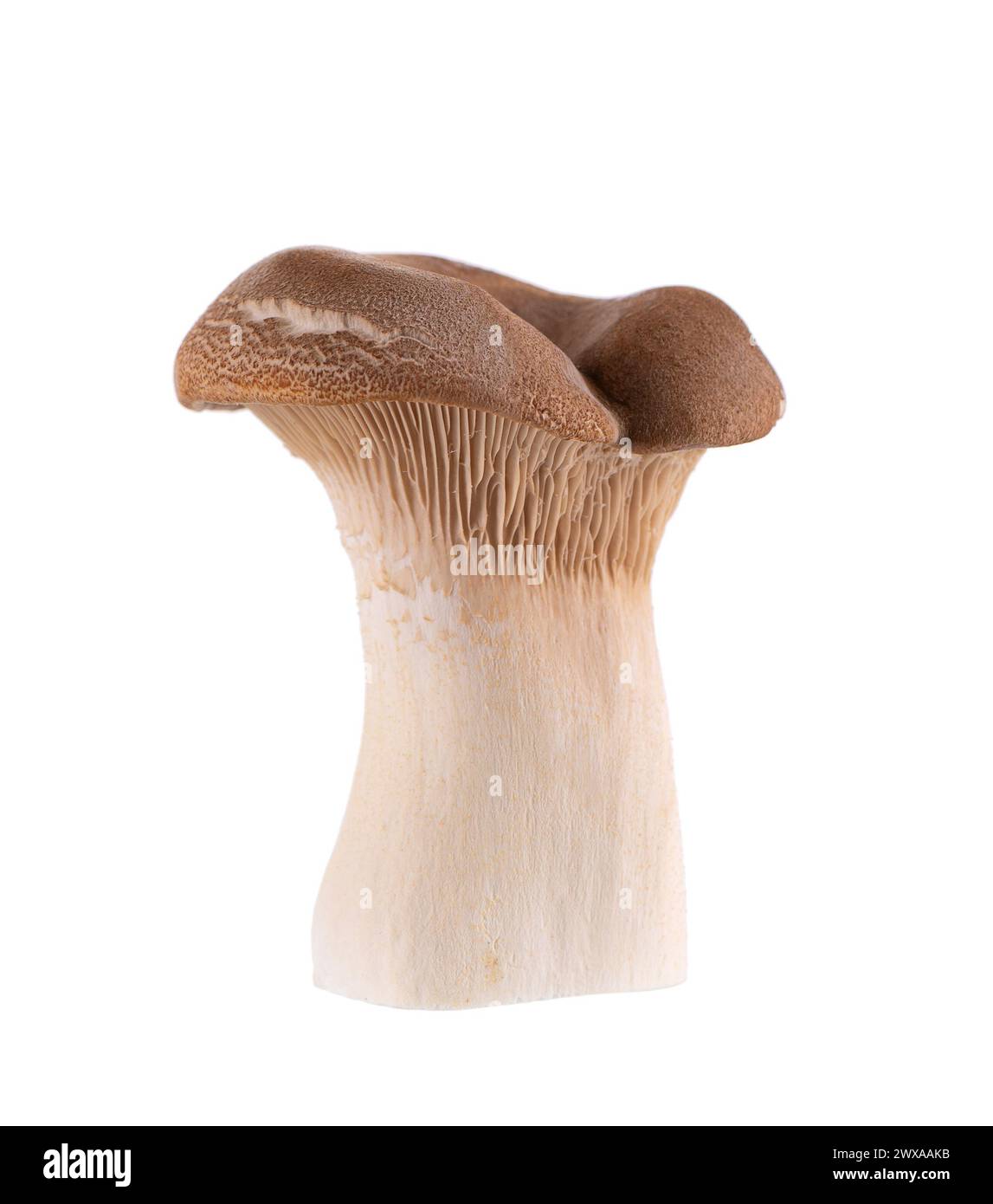 King oyster mushroom isolated on white background. Pleurotus eryngii ...