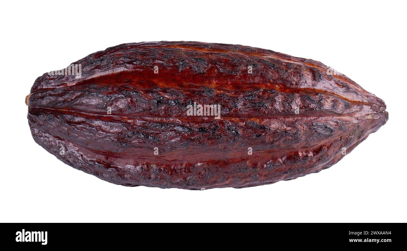 Fresh cacao fruits isolated on white background. Dark red cocoa pods ...