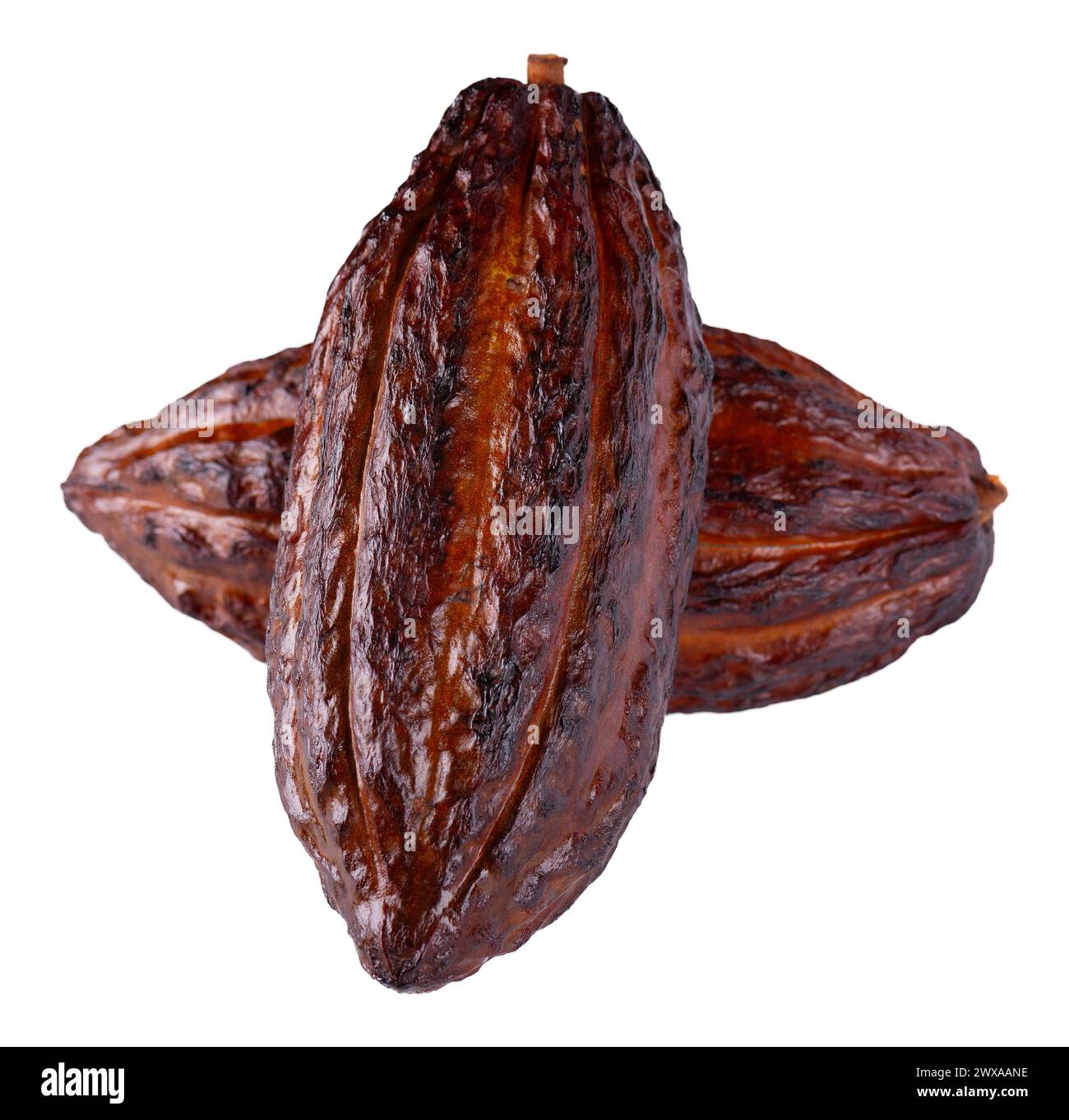 Fresh cacao fruits isolated on white background. Dark red cocoa pods ...