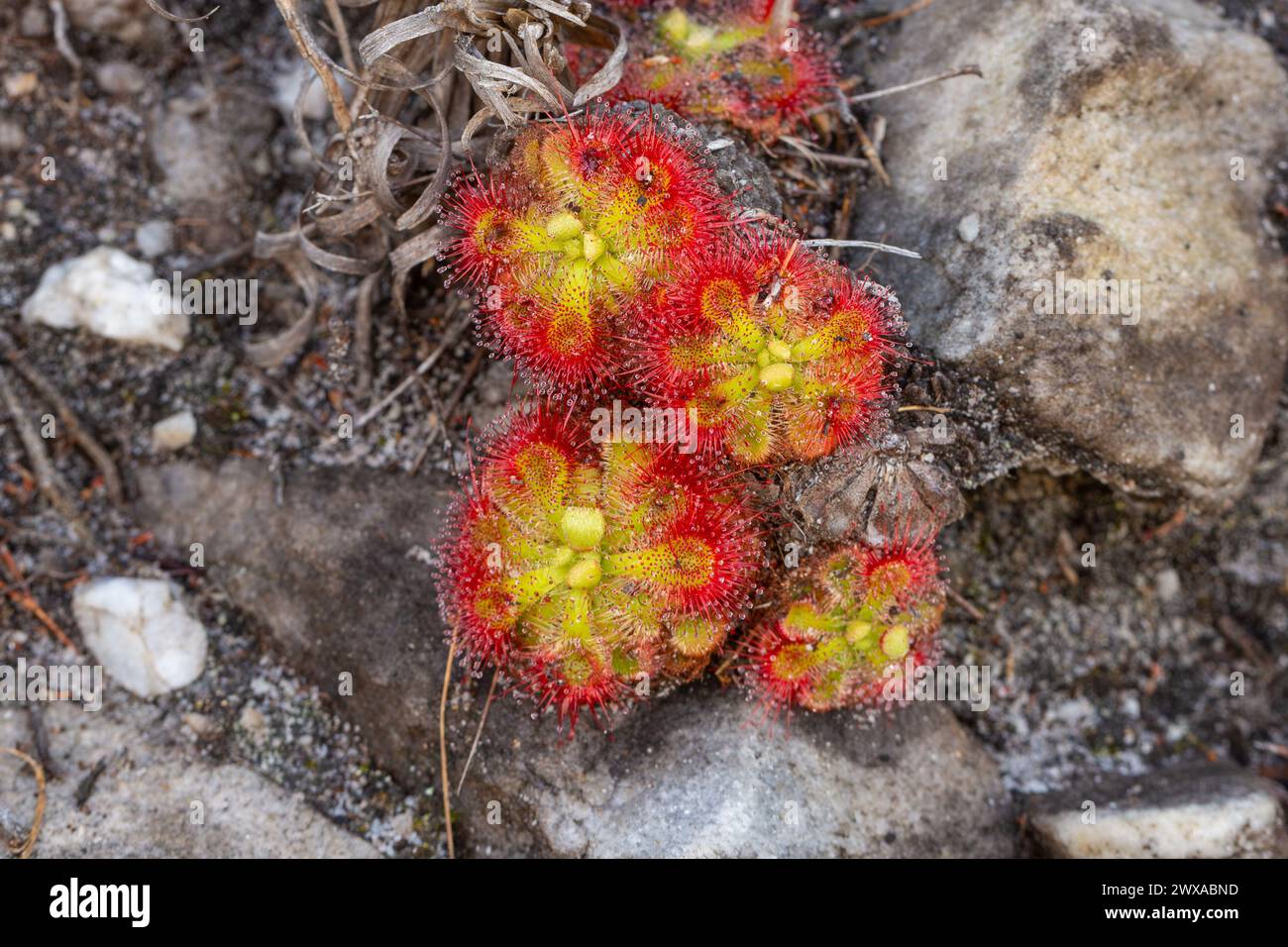 Carnivorous Plants: Drosera xerophila in natural habitat close to ...