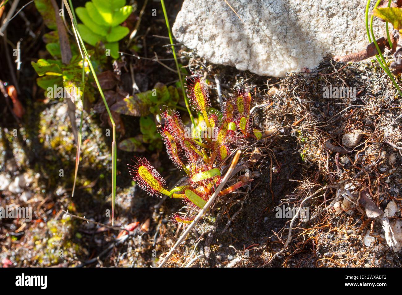 Drosera capensis in natural habitat close to Hermanus in the Western ...