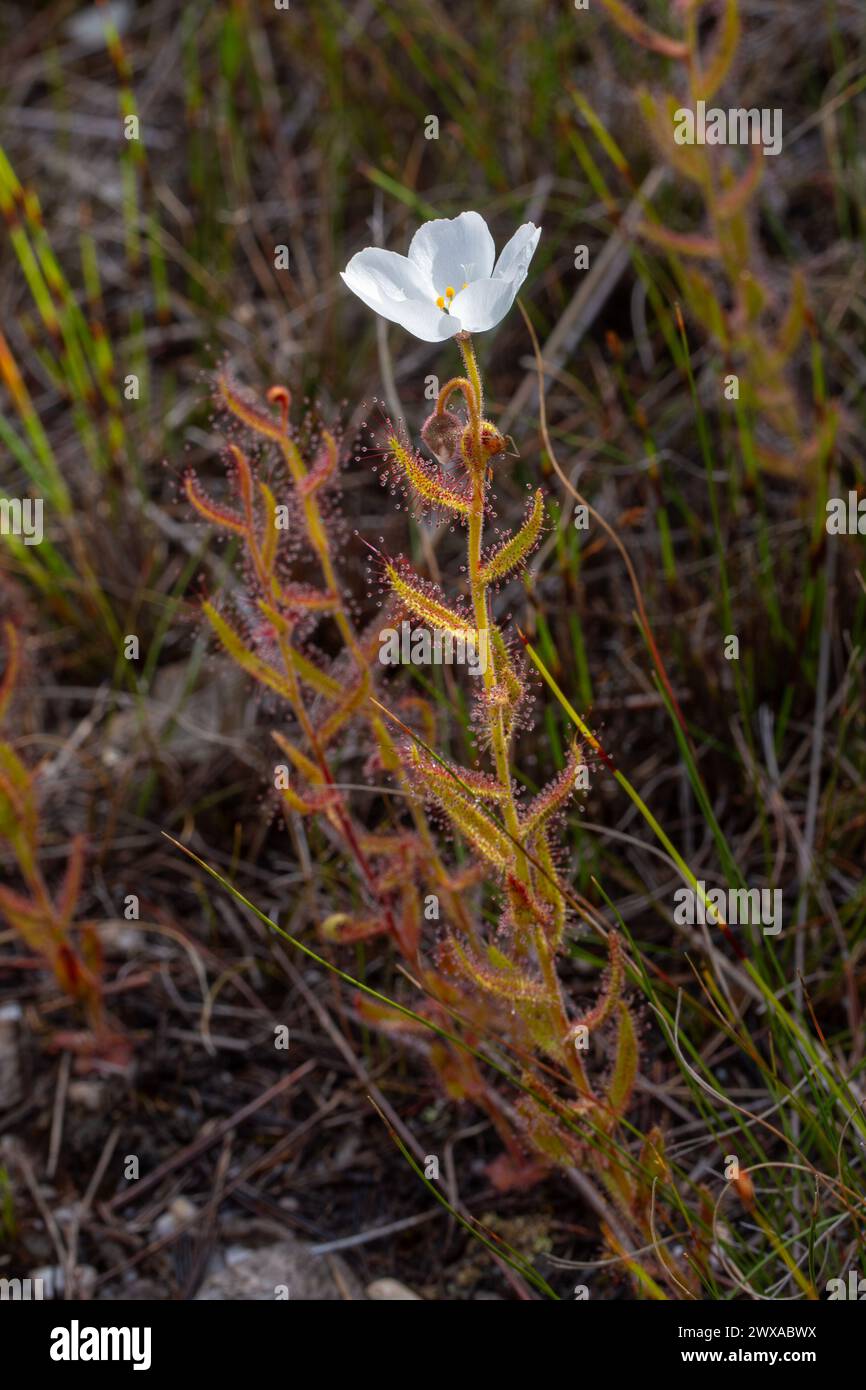 The carnivorous plant Drosera cistiflora seen in natural habitat close ...