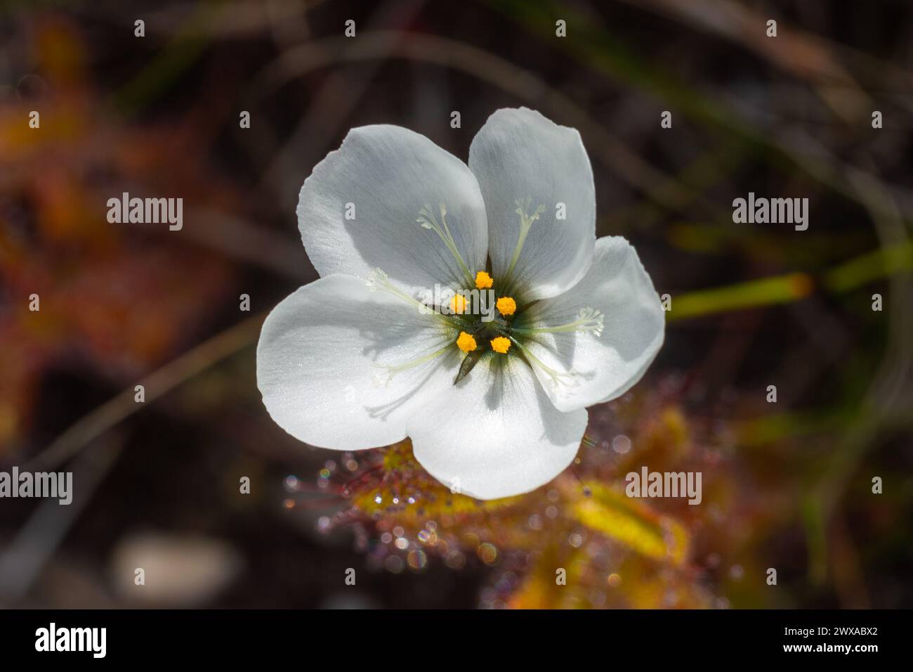 White flower of Drosera cistiflora, taken in natural habitat near ...