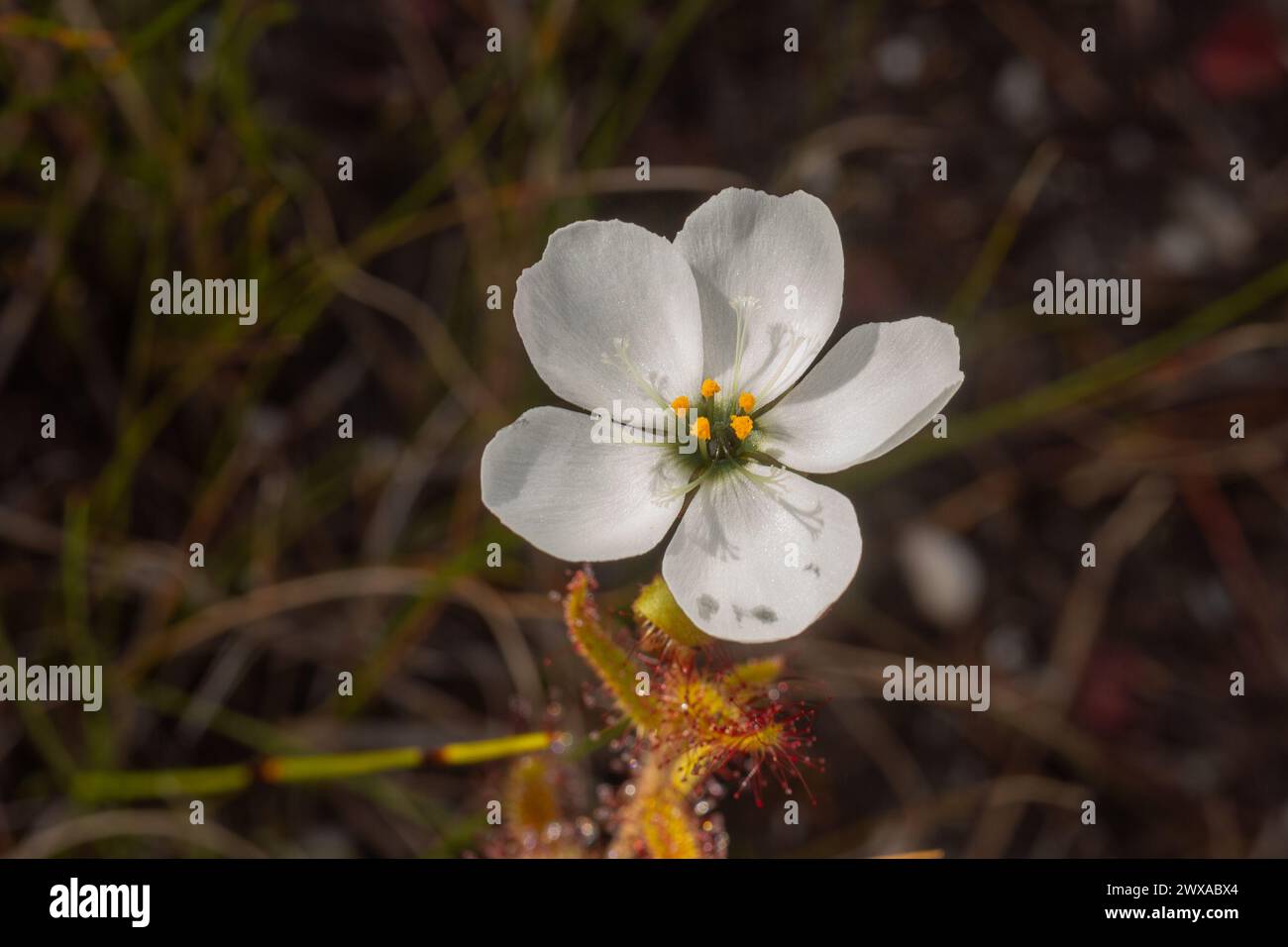 White flower of Drosera cistiflora, taken in natural habitat near ...