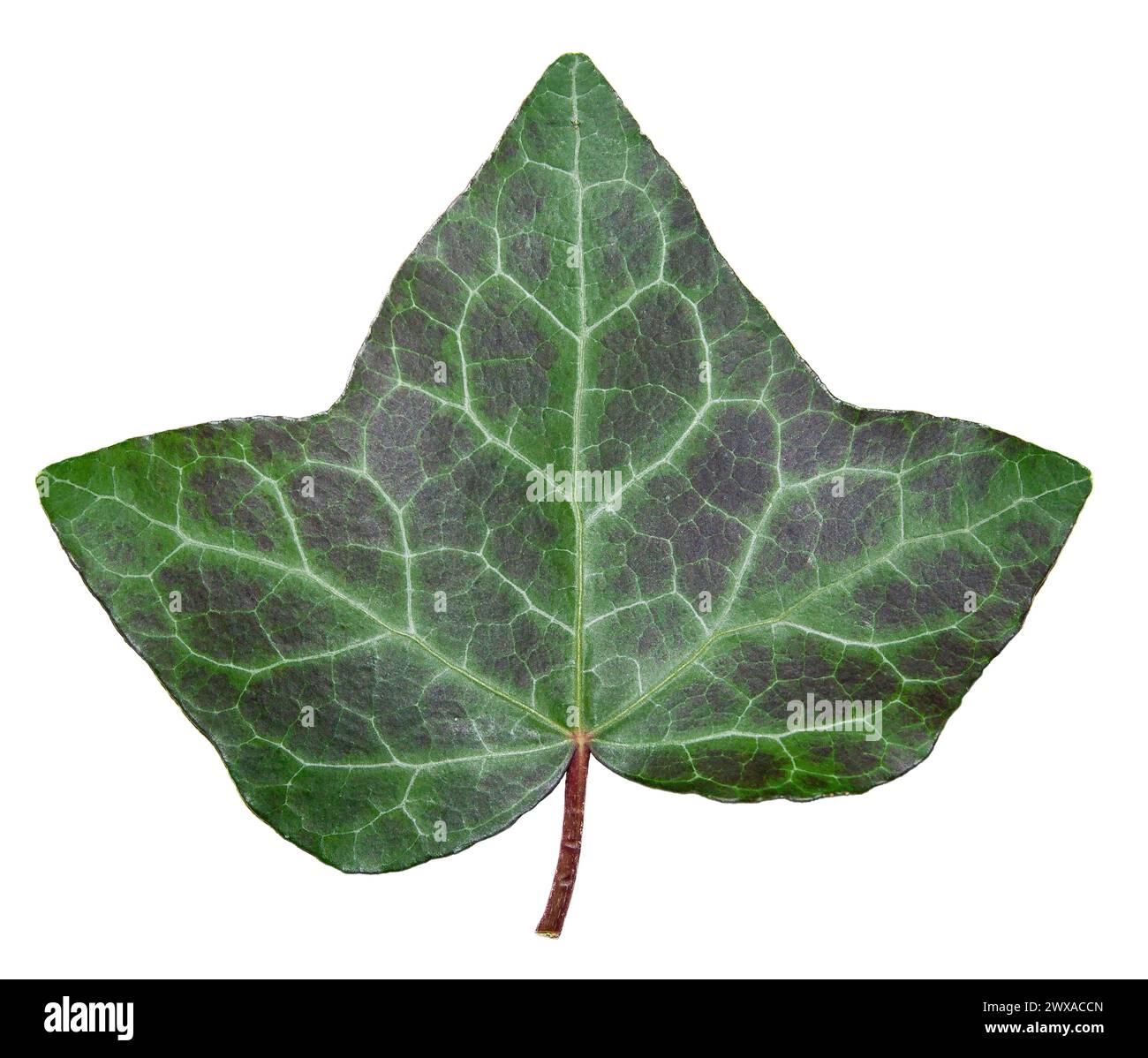 Upper page of Hedera Helix leaf complete with petiole Stock Photo - Alamy