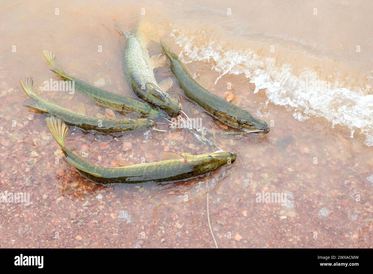 Fishing. Large aggressive fish pike Stock Photo - Alamy