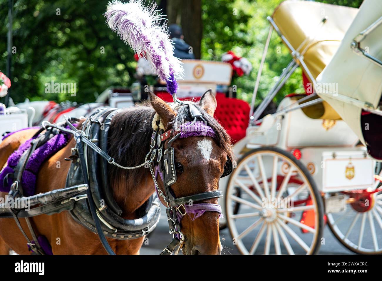 Rickshaw or horse-drawn carriage ride in Central Park, which is a ...