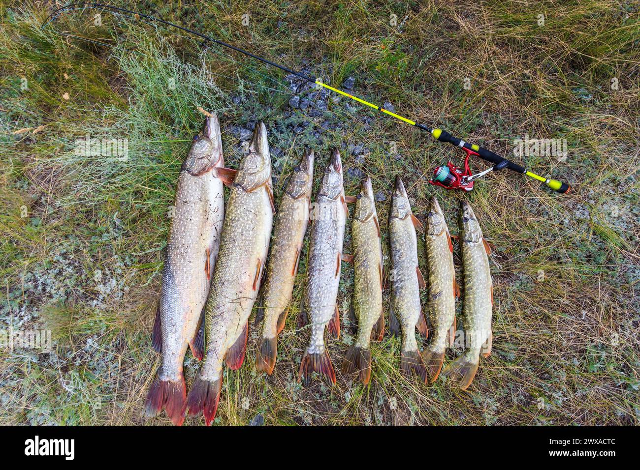 Fishing. Large aggressive fish pike Stock Photo - Alamy