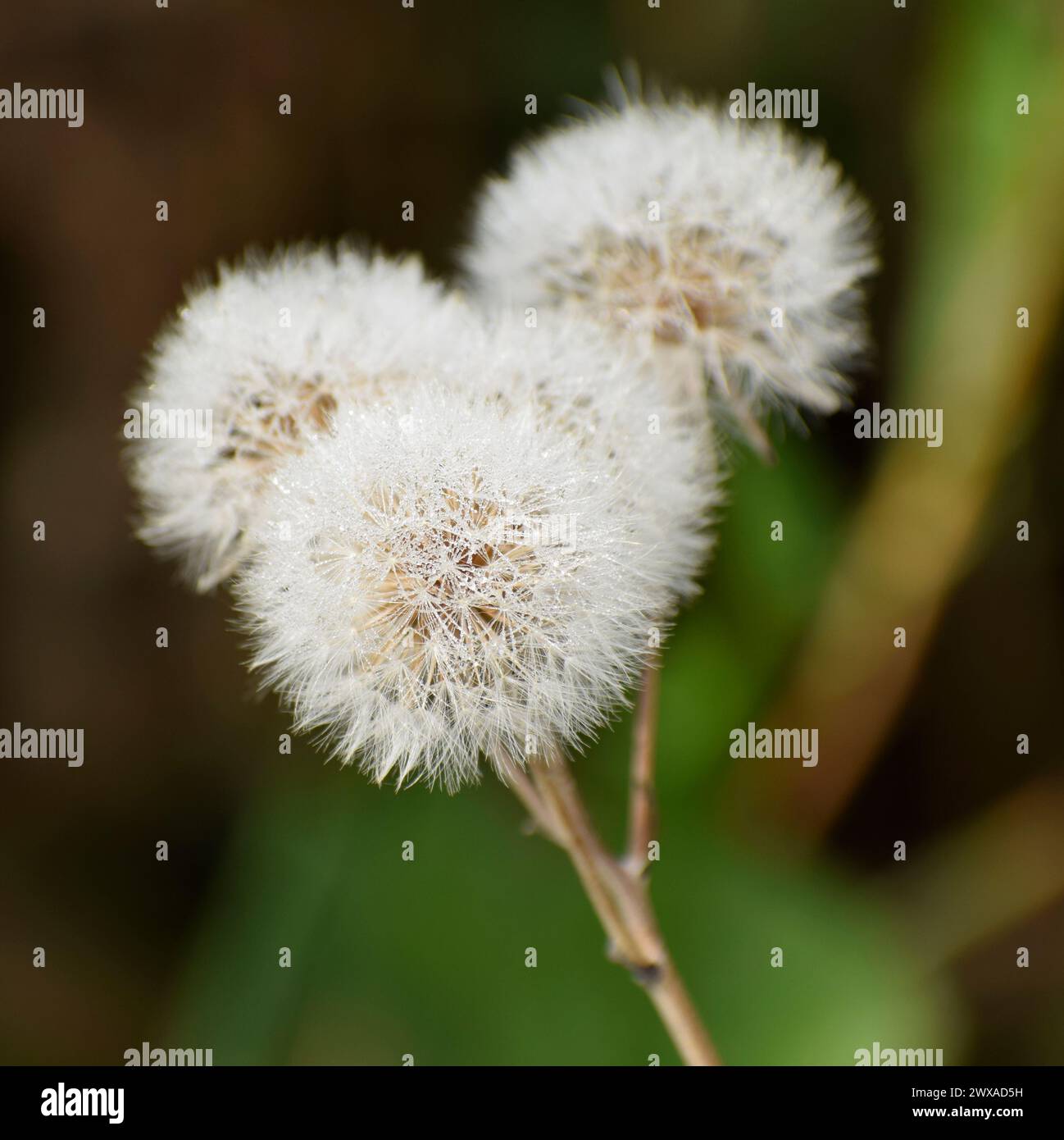 White fluffy seeds hi-res stock photography and images - Alamy