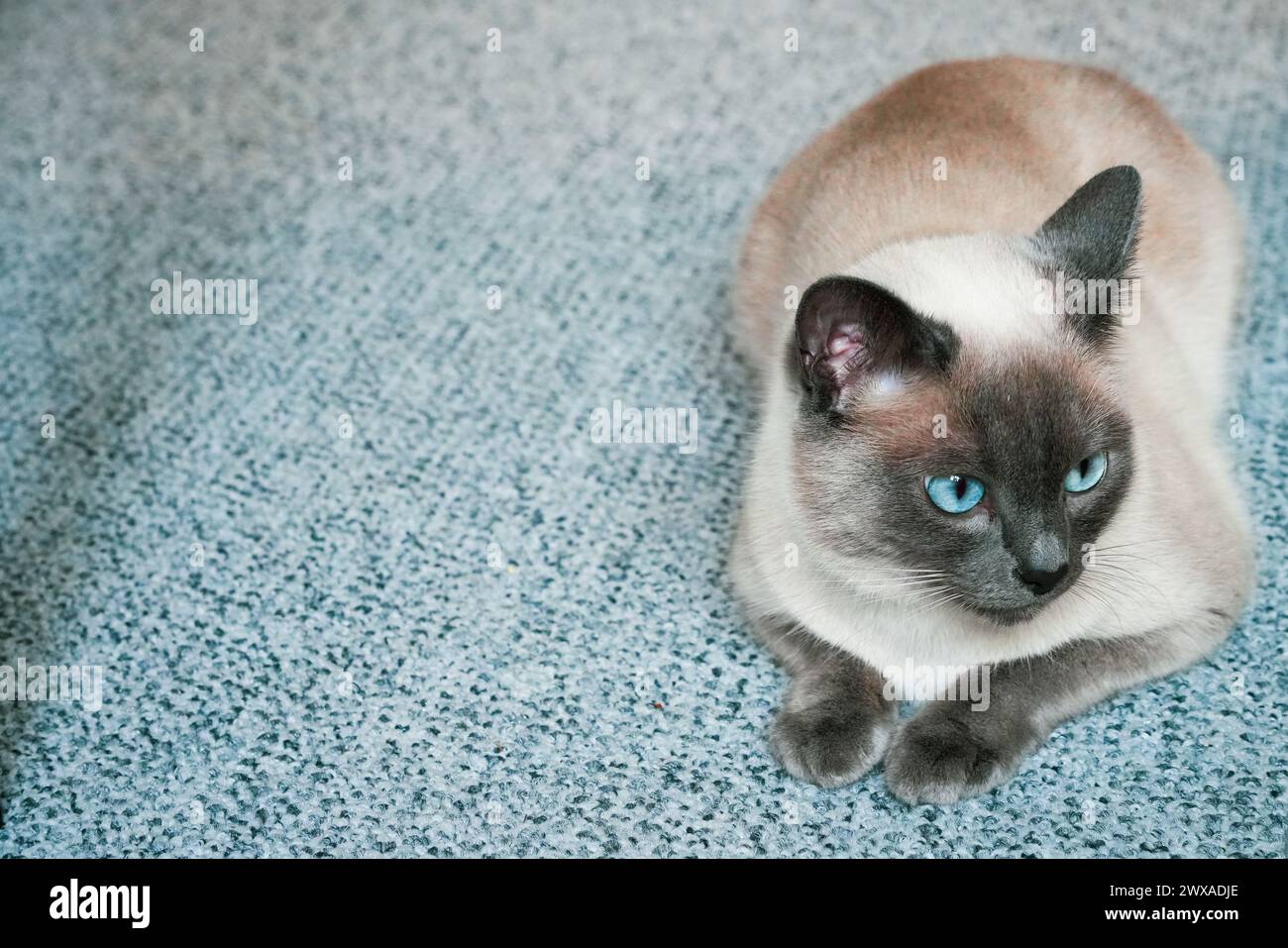 The domestic cat is lying on the carpet, while the purebred Siamese cat is resting. Taking care ...