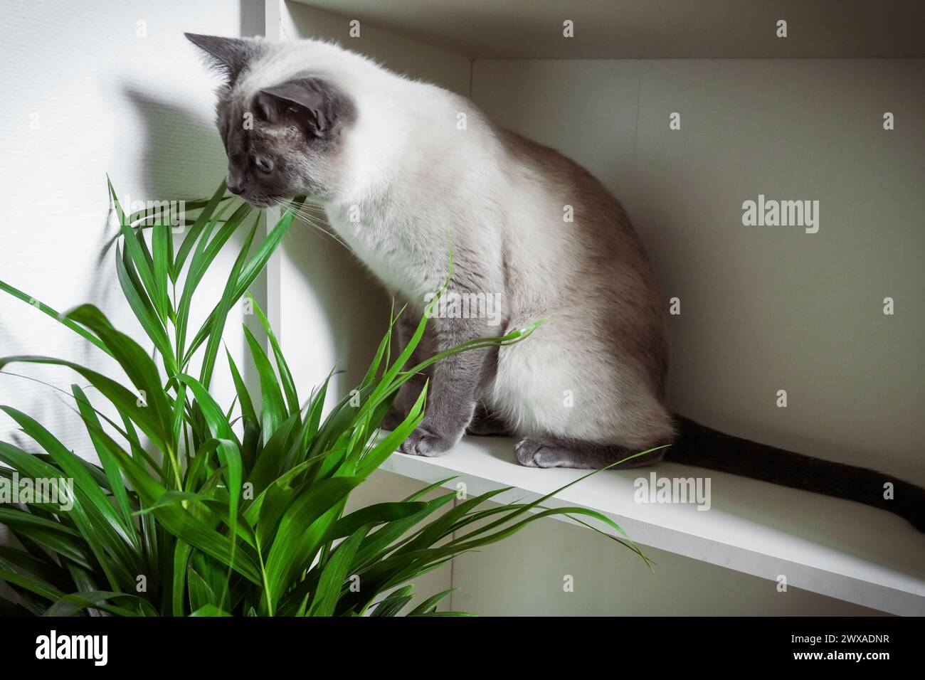 A purebred Thai cat eats a domestic plant, poisonous plants for pets ...