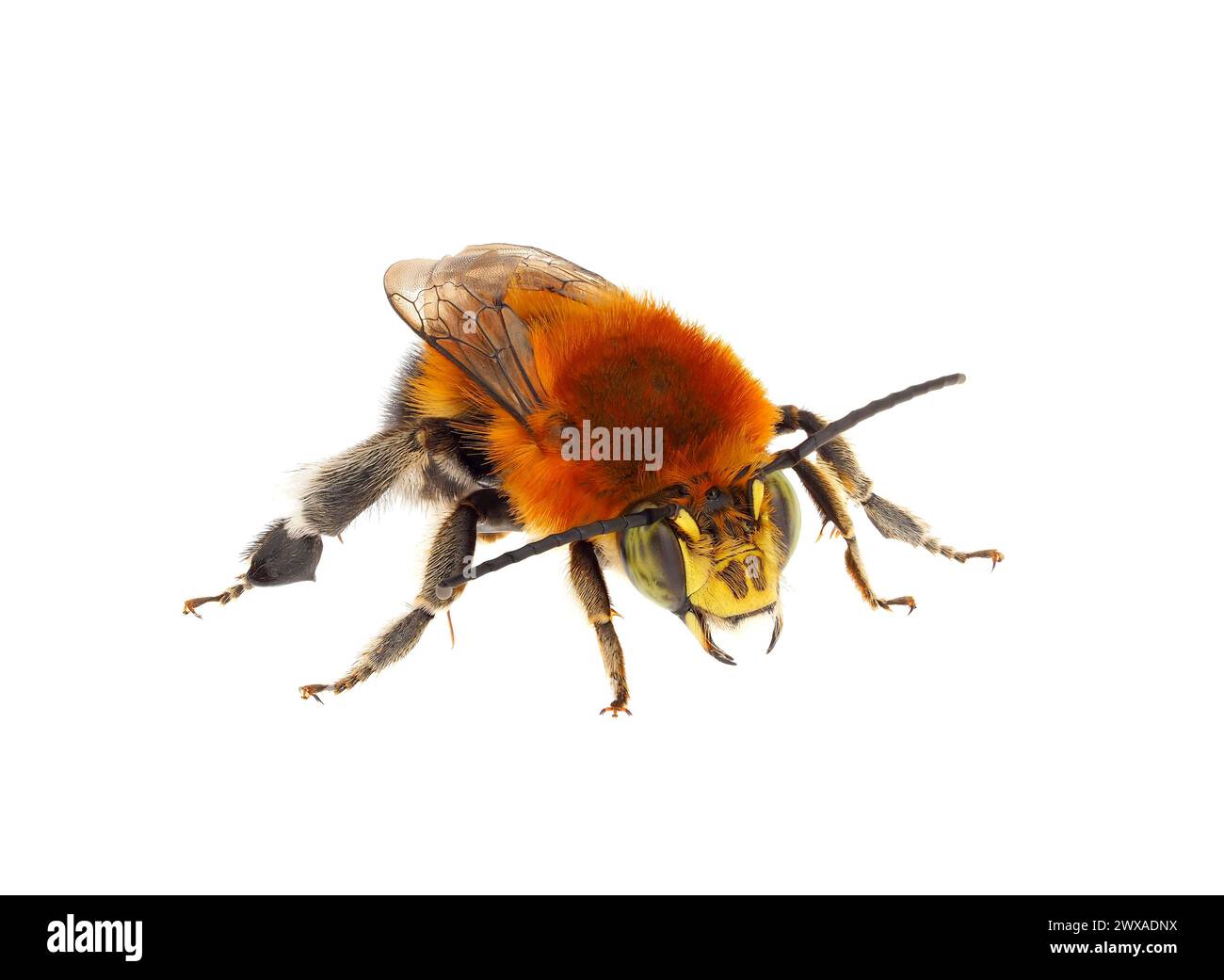White tailed mountain digger bee hi-res stock photography and images ...