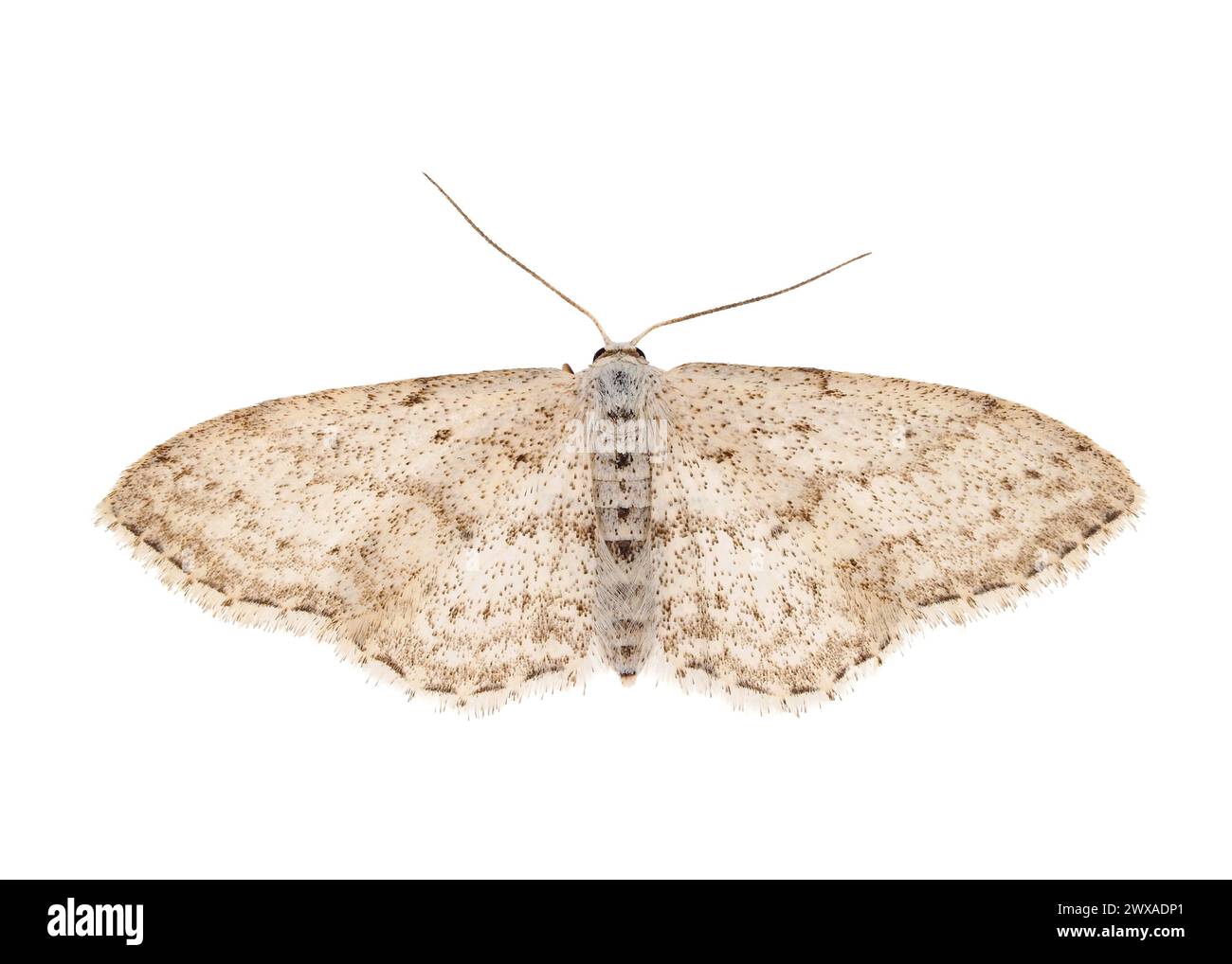 Small dusty wave moth isolated on white background, Idaea seriata Stock ...