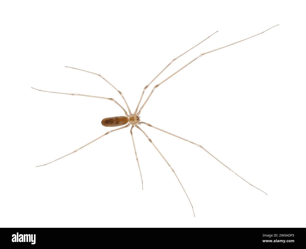 Cosmopolitan cellar spider isolated on white background, Pholcus ...