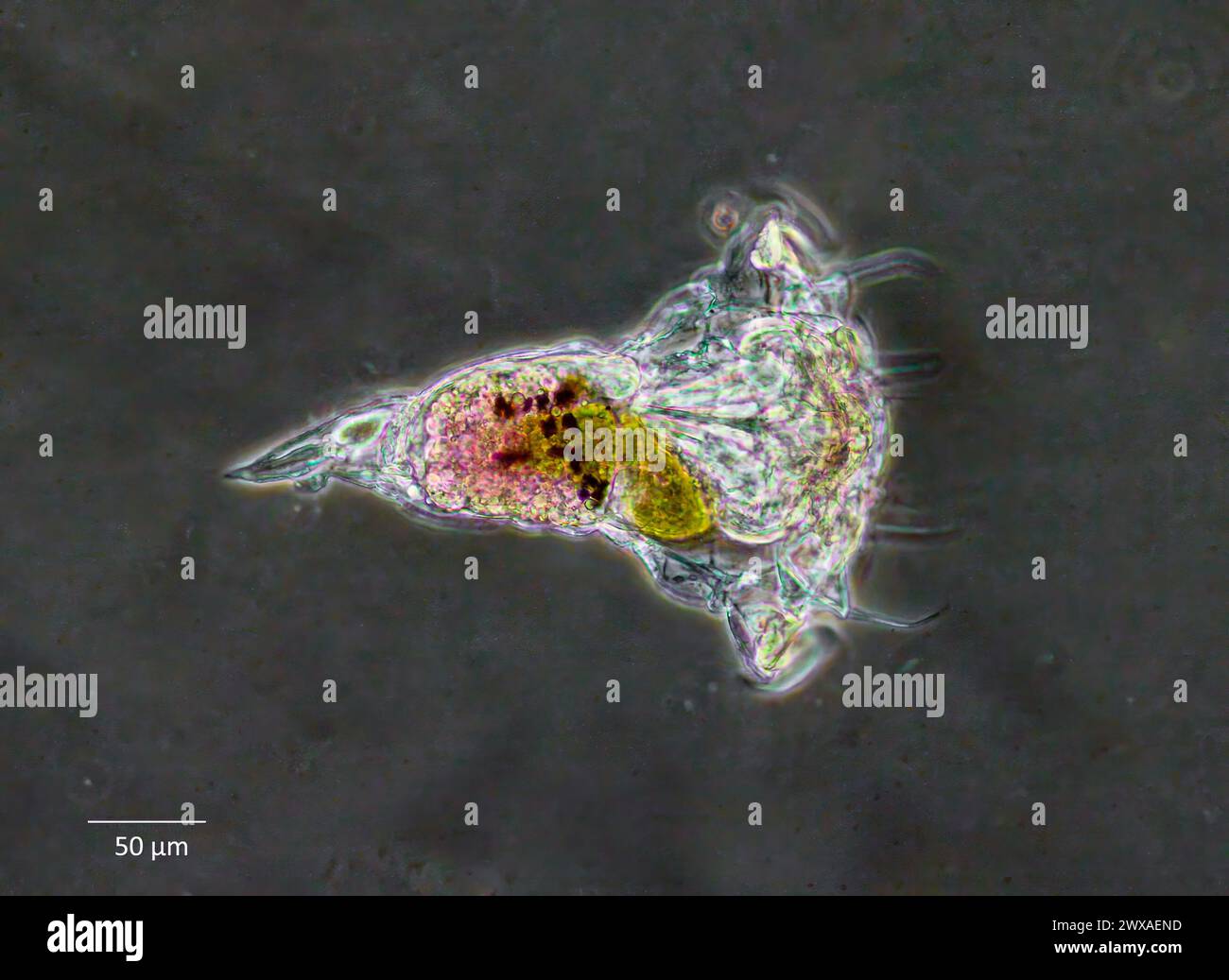 Marine rotifer from genus Synchaeta. Collected from surface water off ...