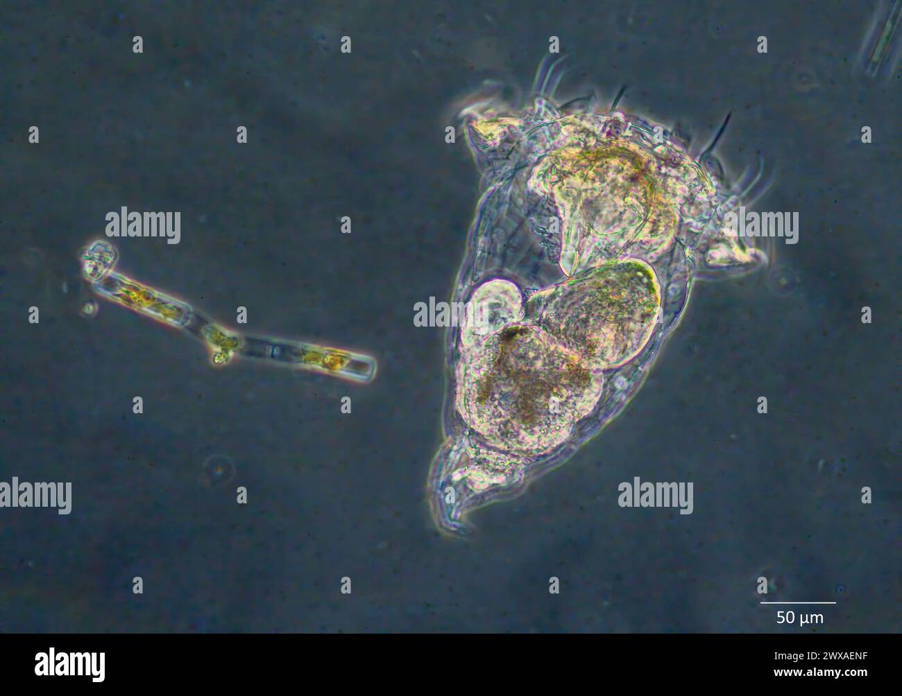 Marine rotifer from genus Synchaeta. Collected from surface water off ...