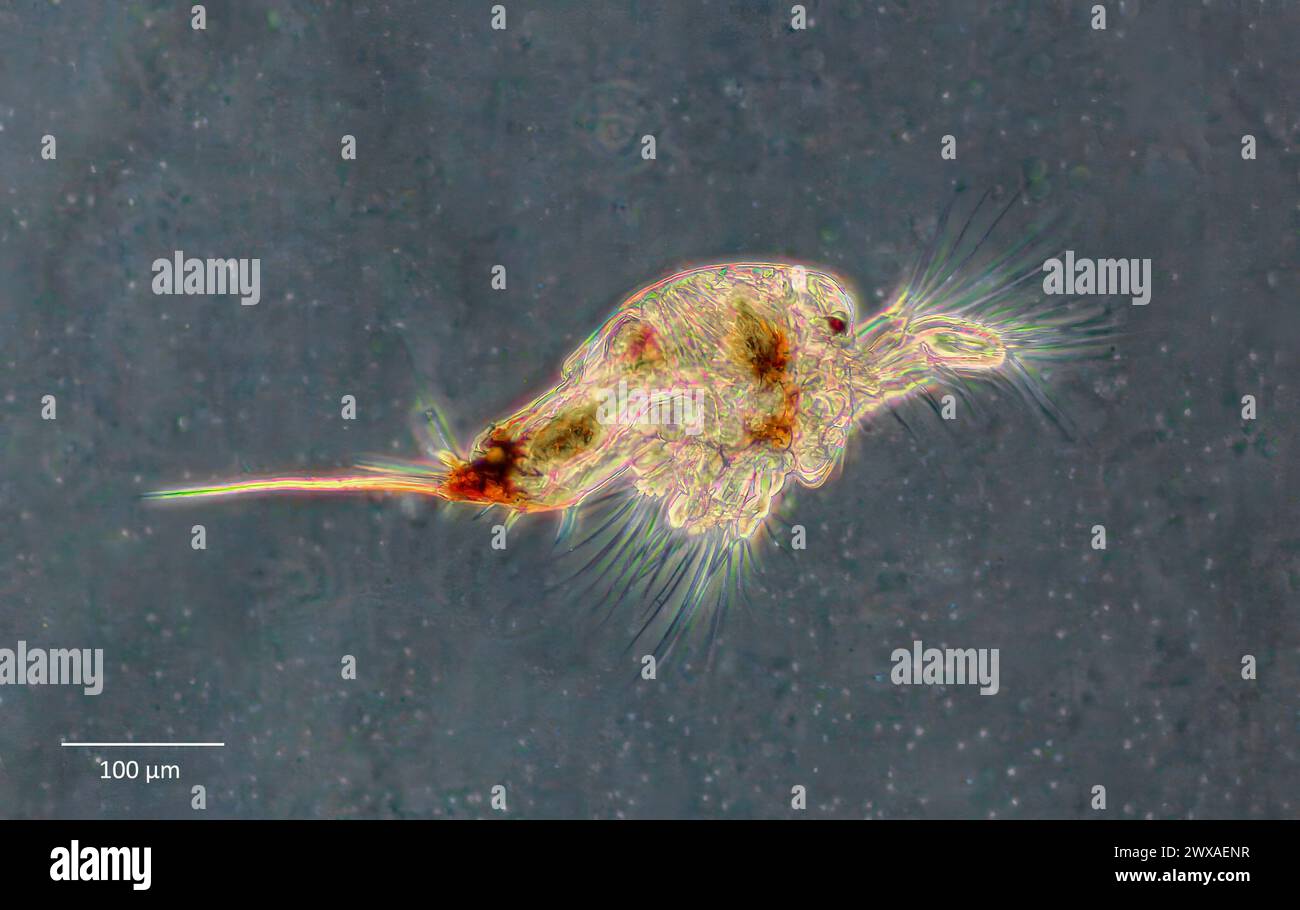 Marine copepod nauplius larvae (lateral view) sampled from surface ...