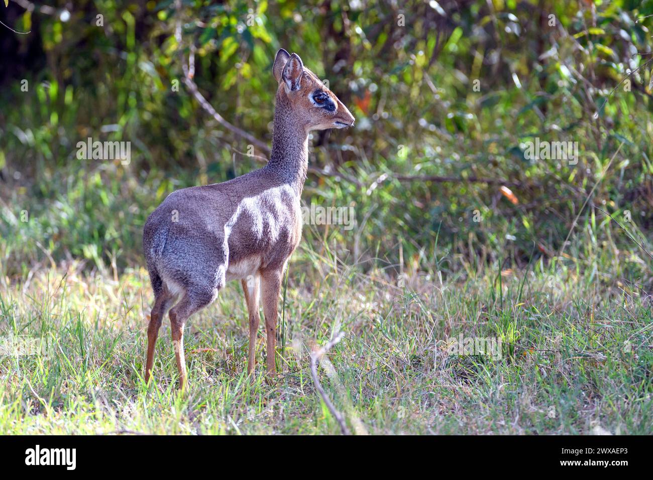 Kirk's dik-dik (Madoqua kirkii) from Maasai Mara, Kenya Stock Photo - Alamy