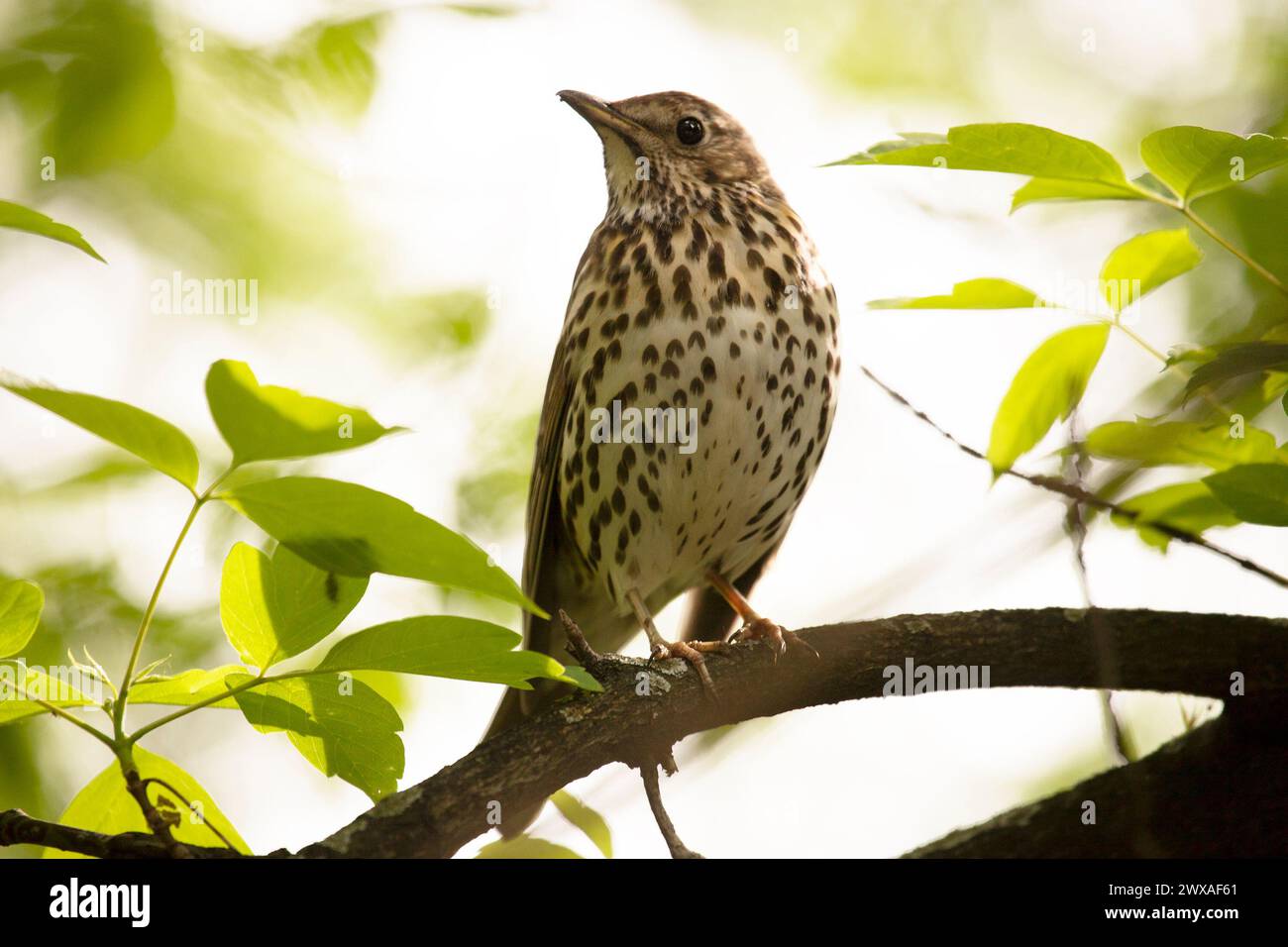 field thrush sits on a tree branch Stock Photo - Alamy