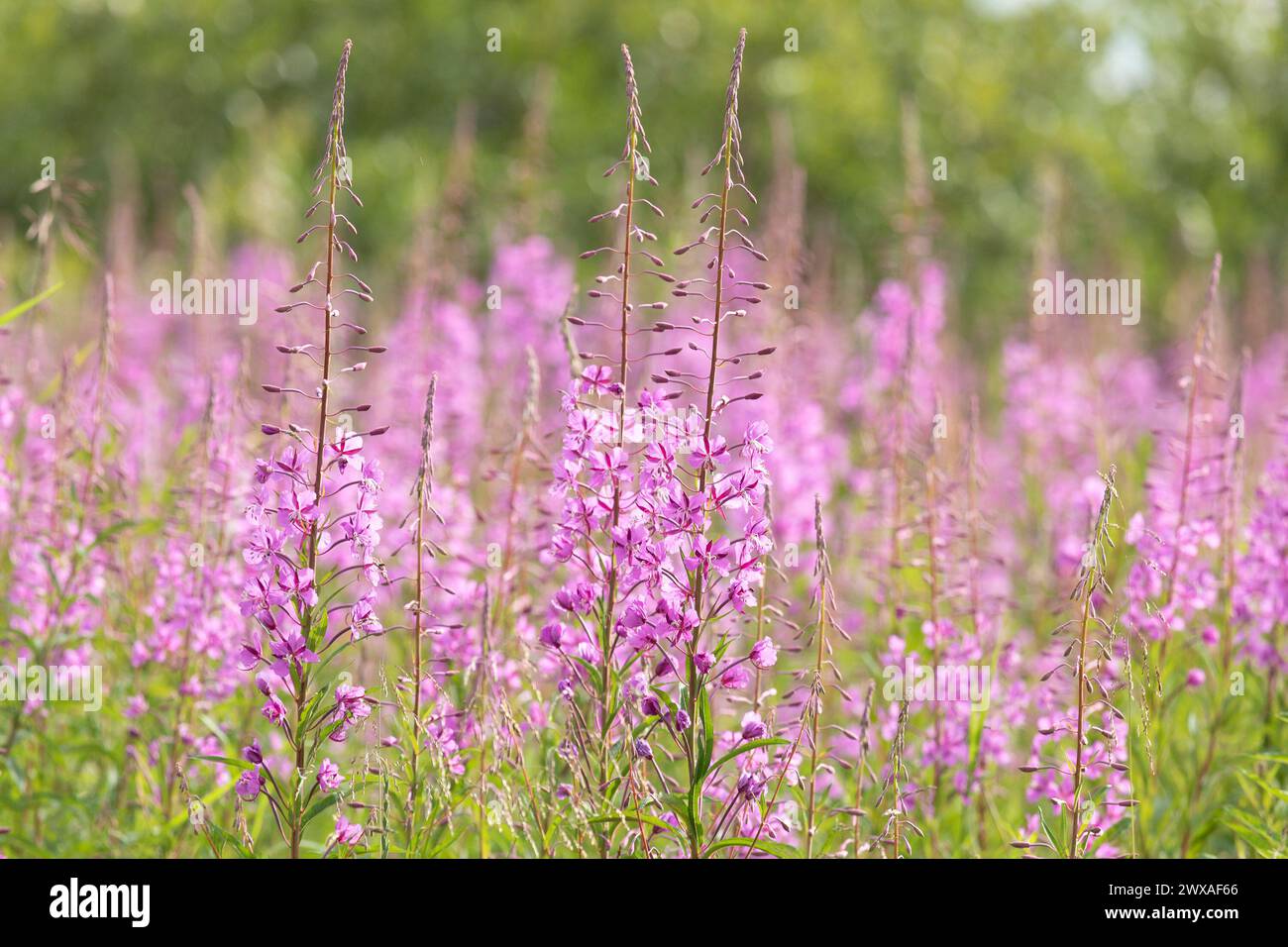 Flowers of Fireweed, Chamaenerion angostifolium on a sunny summer day ...