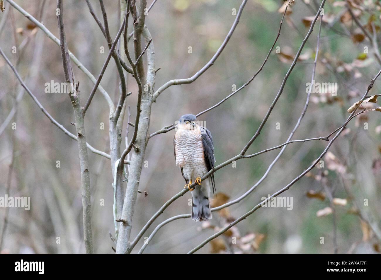 Eurasian sparrowhawk sitting on a tree branch Stock Photo - Alamy