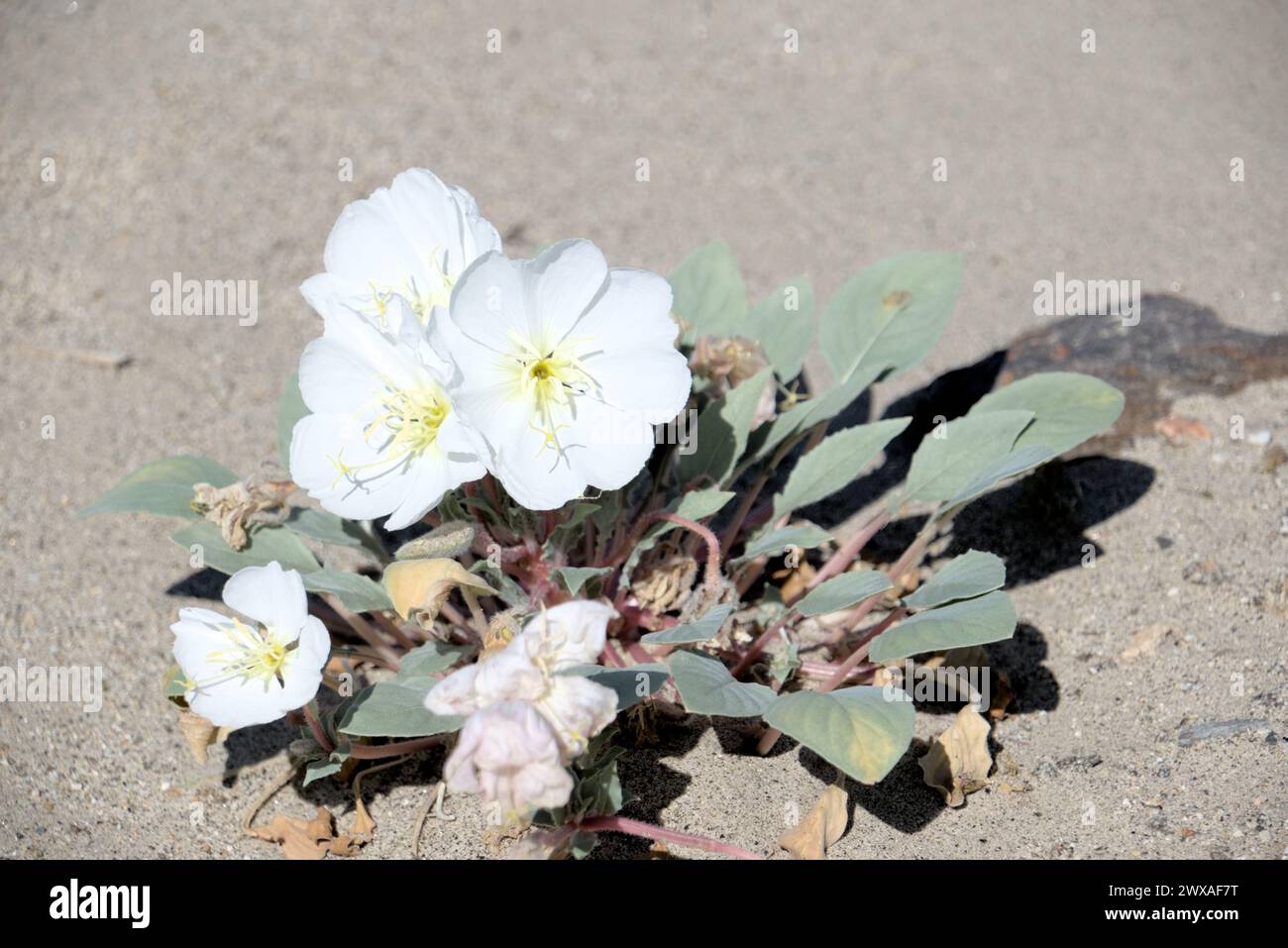 White desert flowers hi-res stock photography and images - Alamy