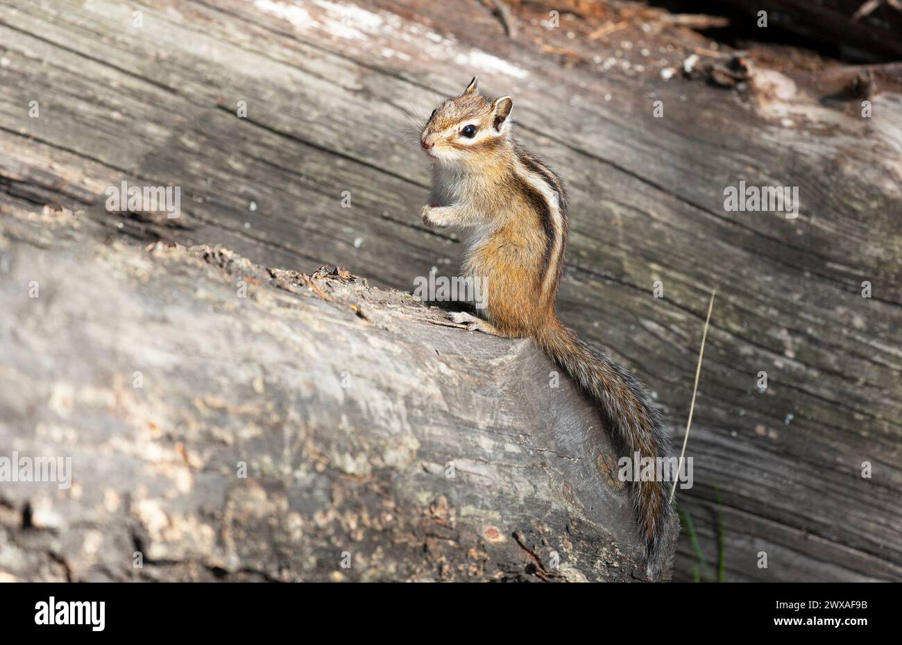Chipmunk sits on log hi-res stock photography and images - Alamy