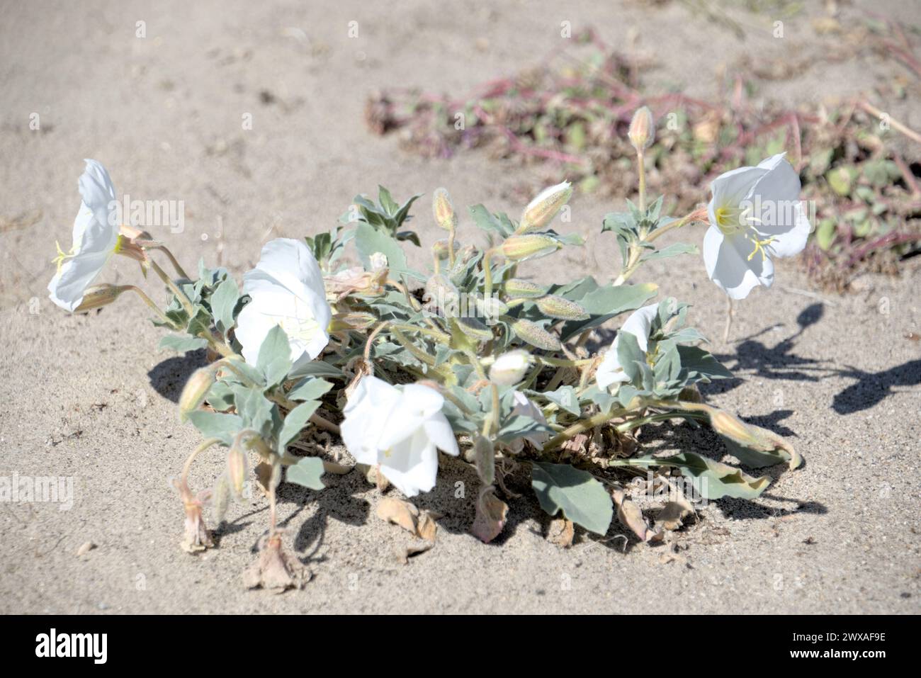 Mojave desert flowers hi-res stock photography and images - Alamy