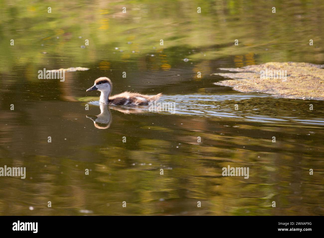 Chick swim hi-res stock photography and images - Alamy