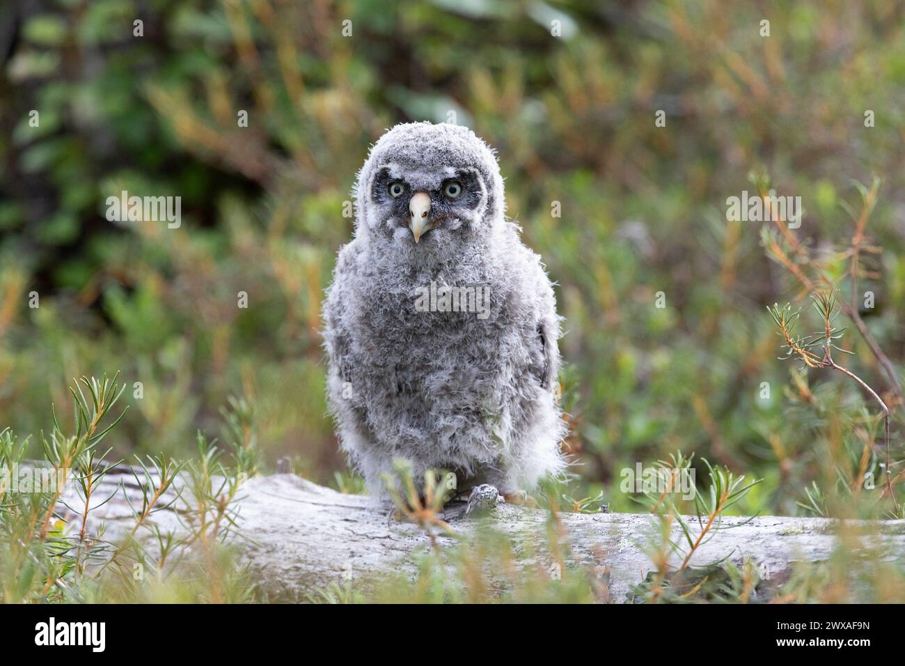 Owl nestling hi-res stock photography and images - Alamy
