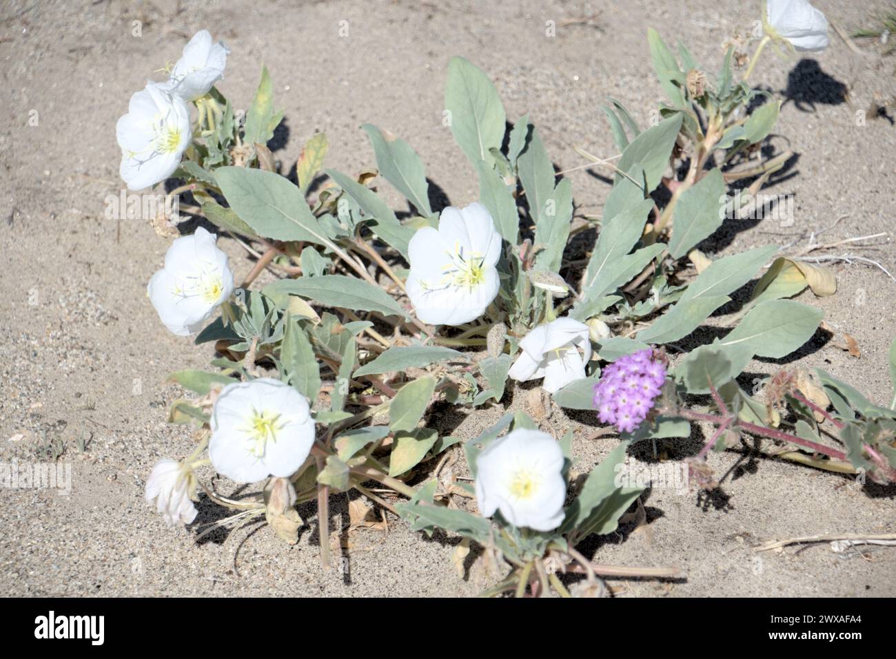 Mojave desert flowers hi-res stock photography and images - Alamy