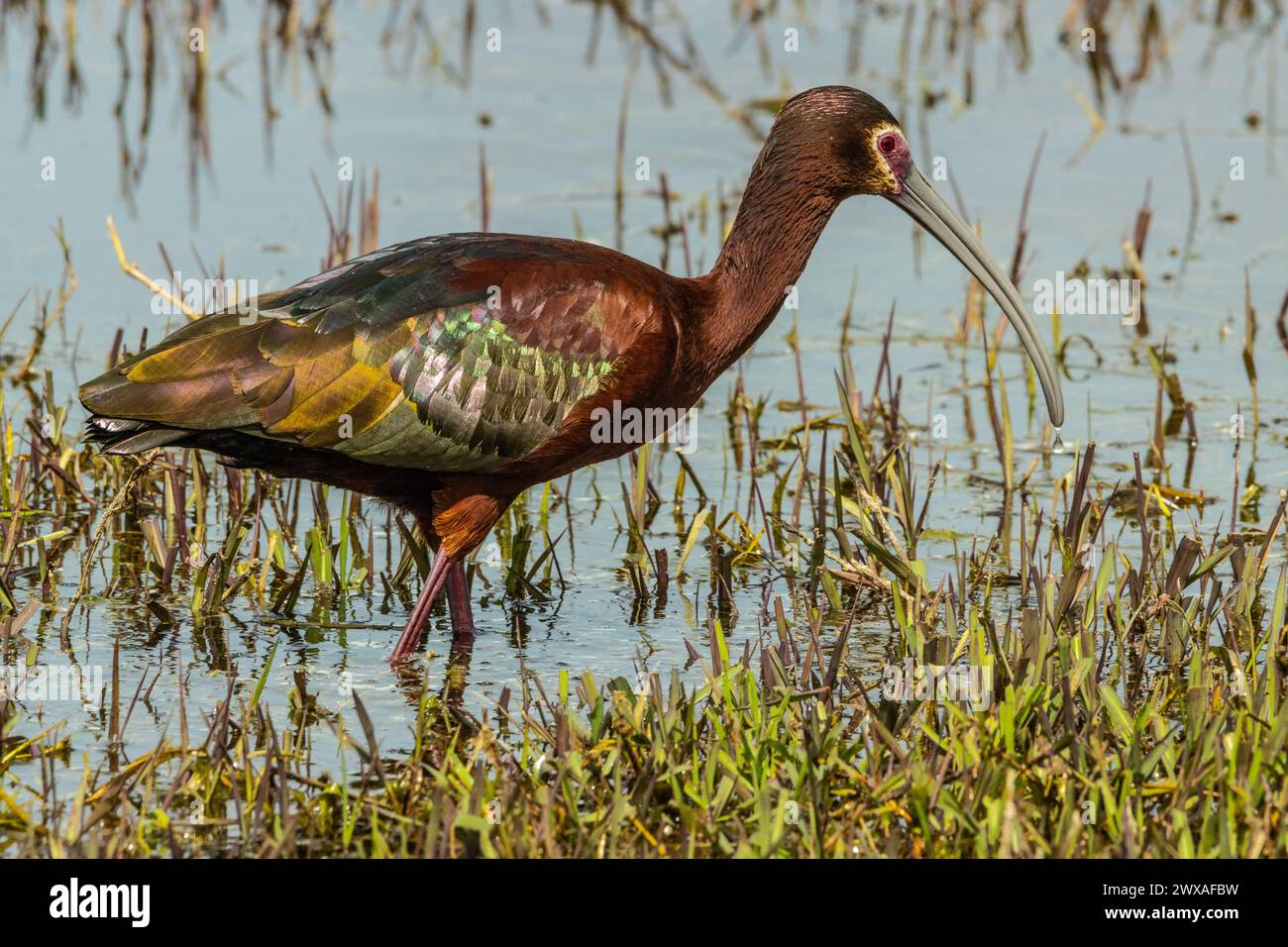 A White Faced Ibis (Plegadis chihi) at the San Luis National Wildlife ...