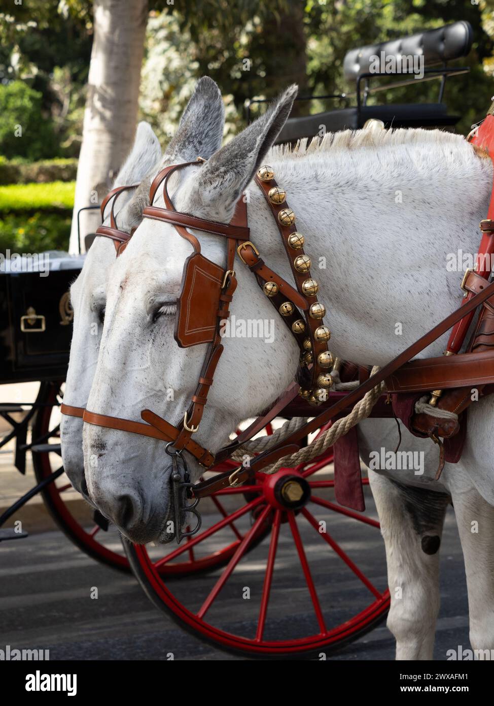 mule with saddlery details for carriage mule at the Málaga Fair Stock ...