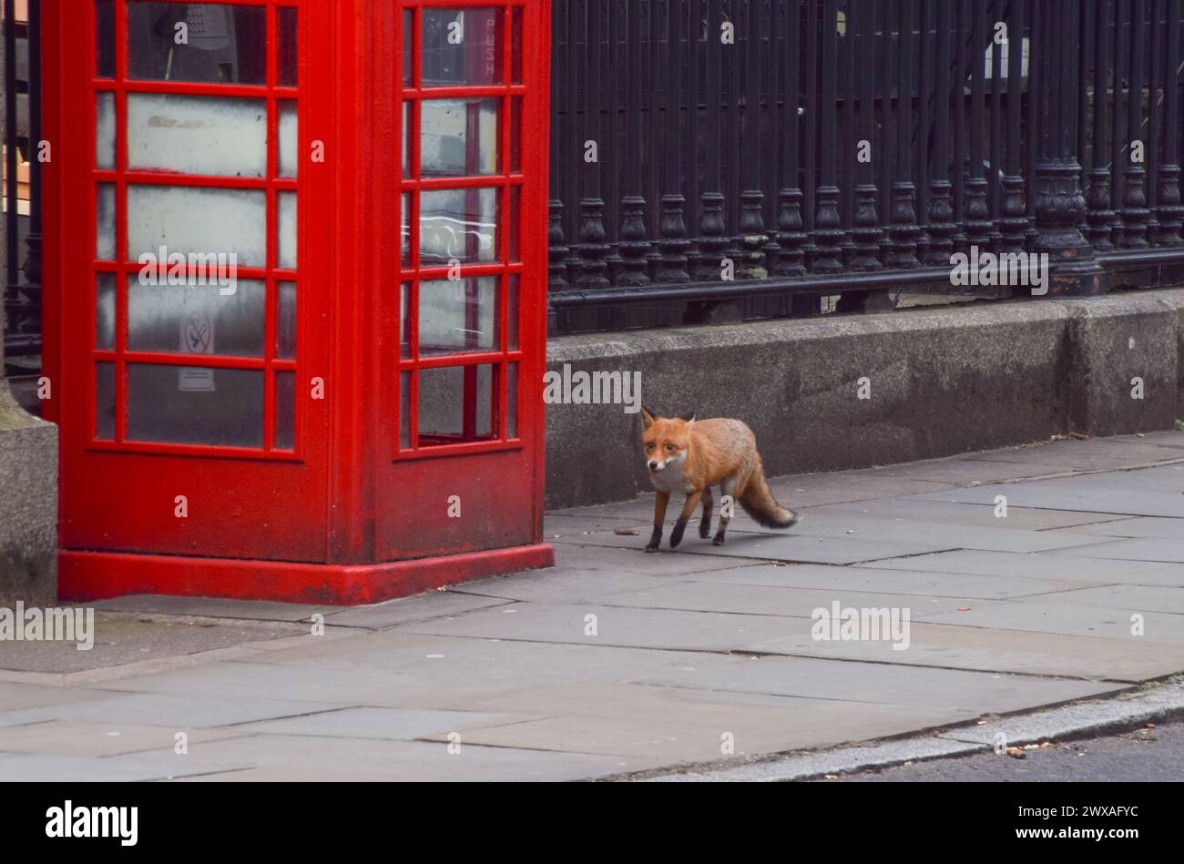 London, UK. 6th February 2024. A fox passes by a red telephone box in ...