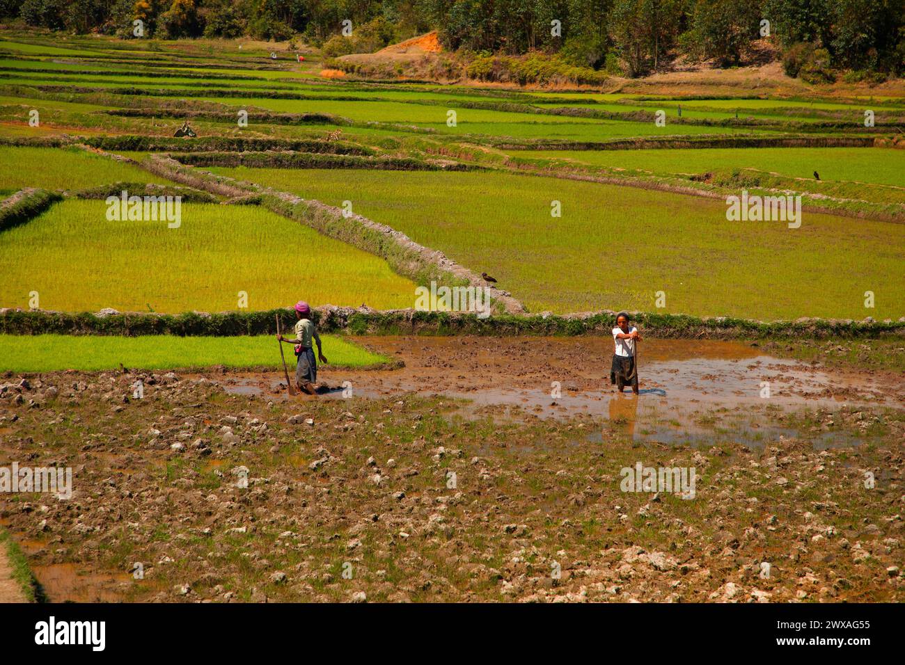 Madagascar. 25 oktober 2023.Typical Madagascar landscape - green and ...