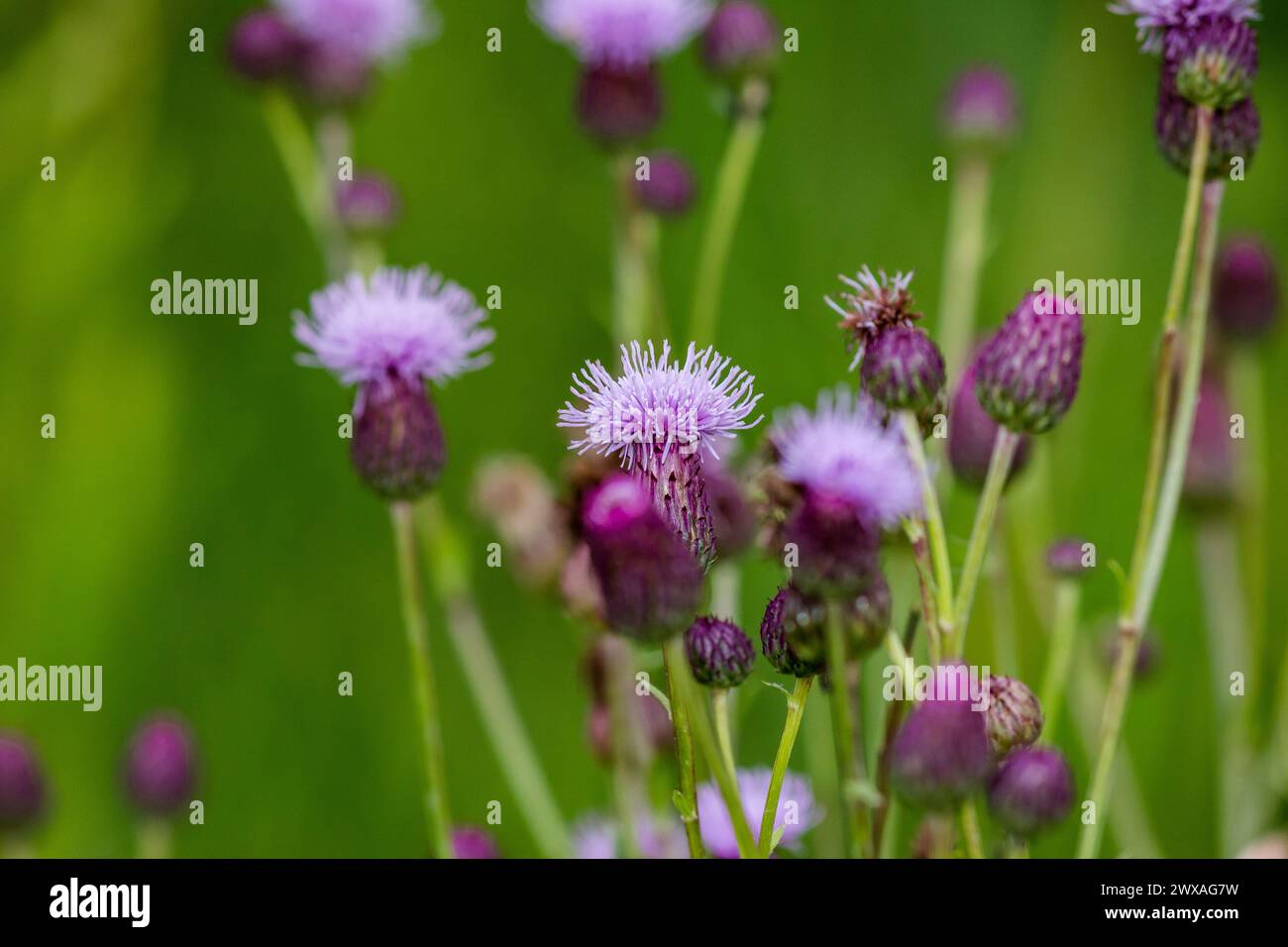 Blooming purple flowers of a wild plant Creeping thistle (Cirsium ...