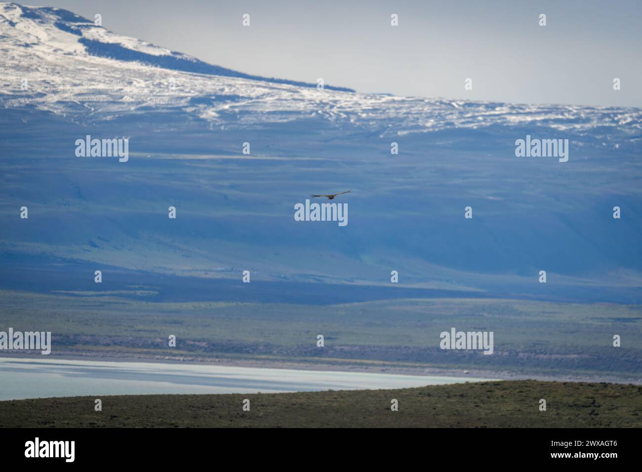Condor laguna hi-res stock photography and images - Alamy
