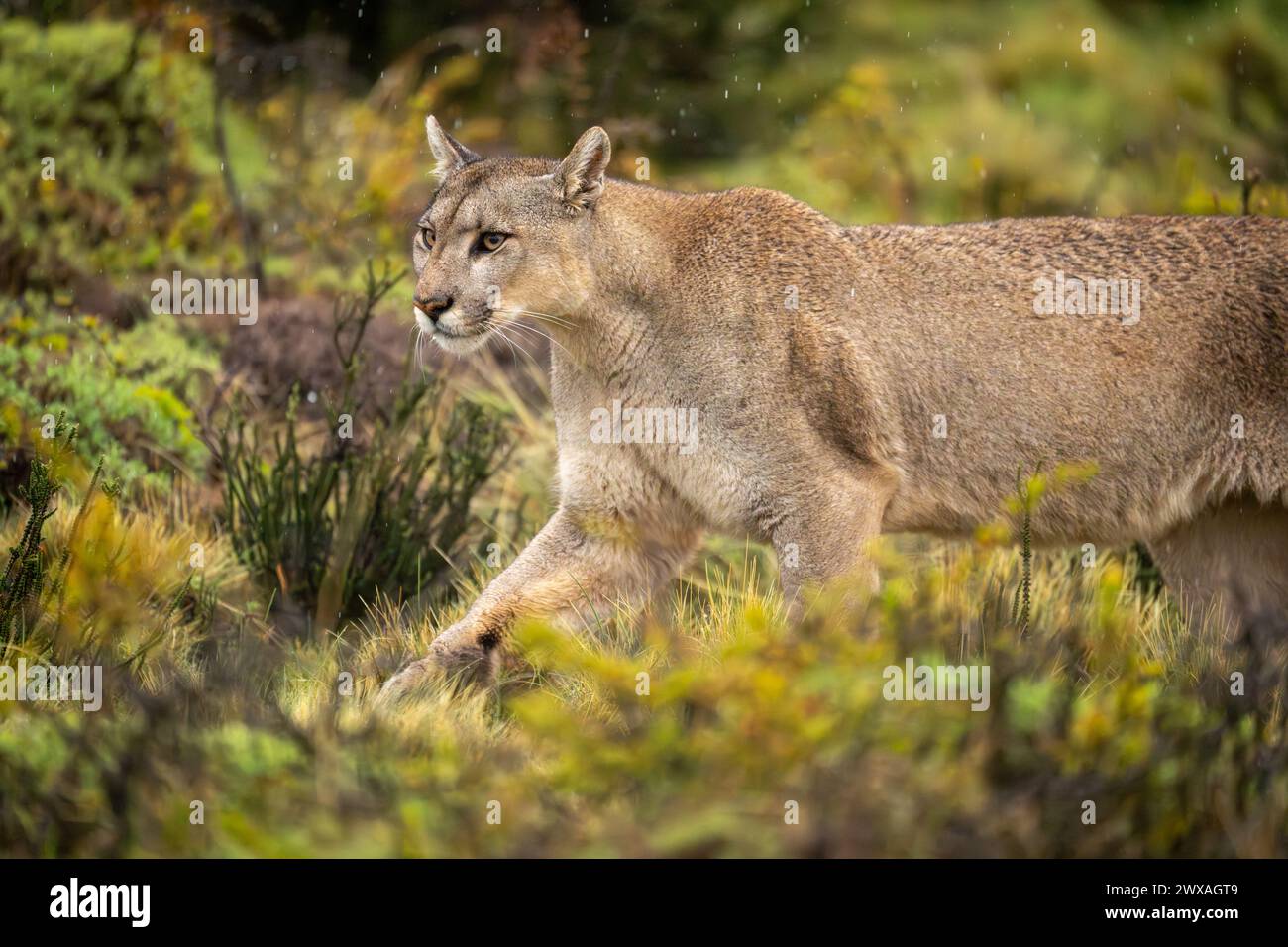 Puma crossing hi-res stock photography and images - Alamy