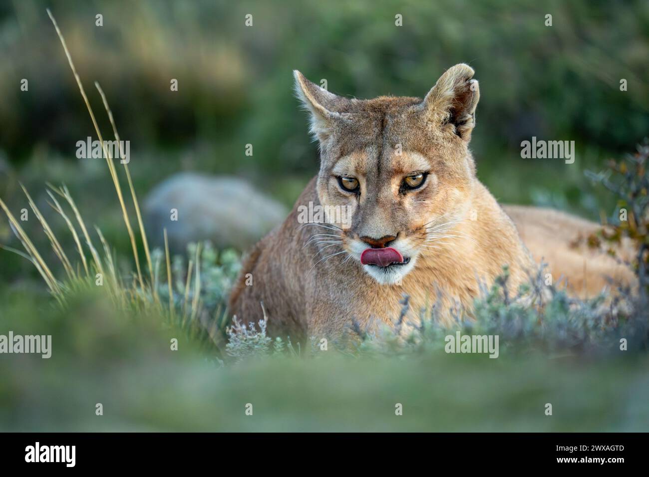 Cougar lying down hi-res stock photography and images - Alamy