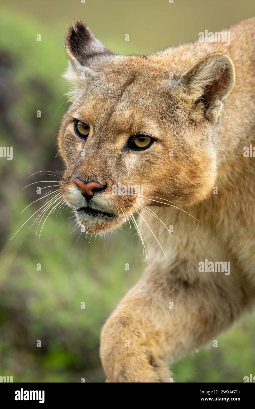 Close-up of puma face with two catchlights Stock Photo - Alamy