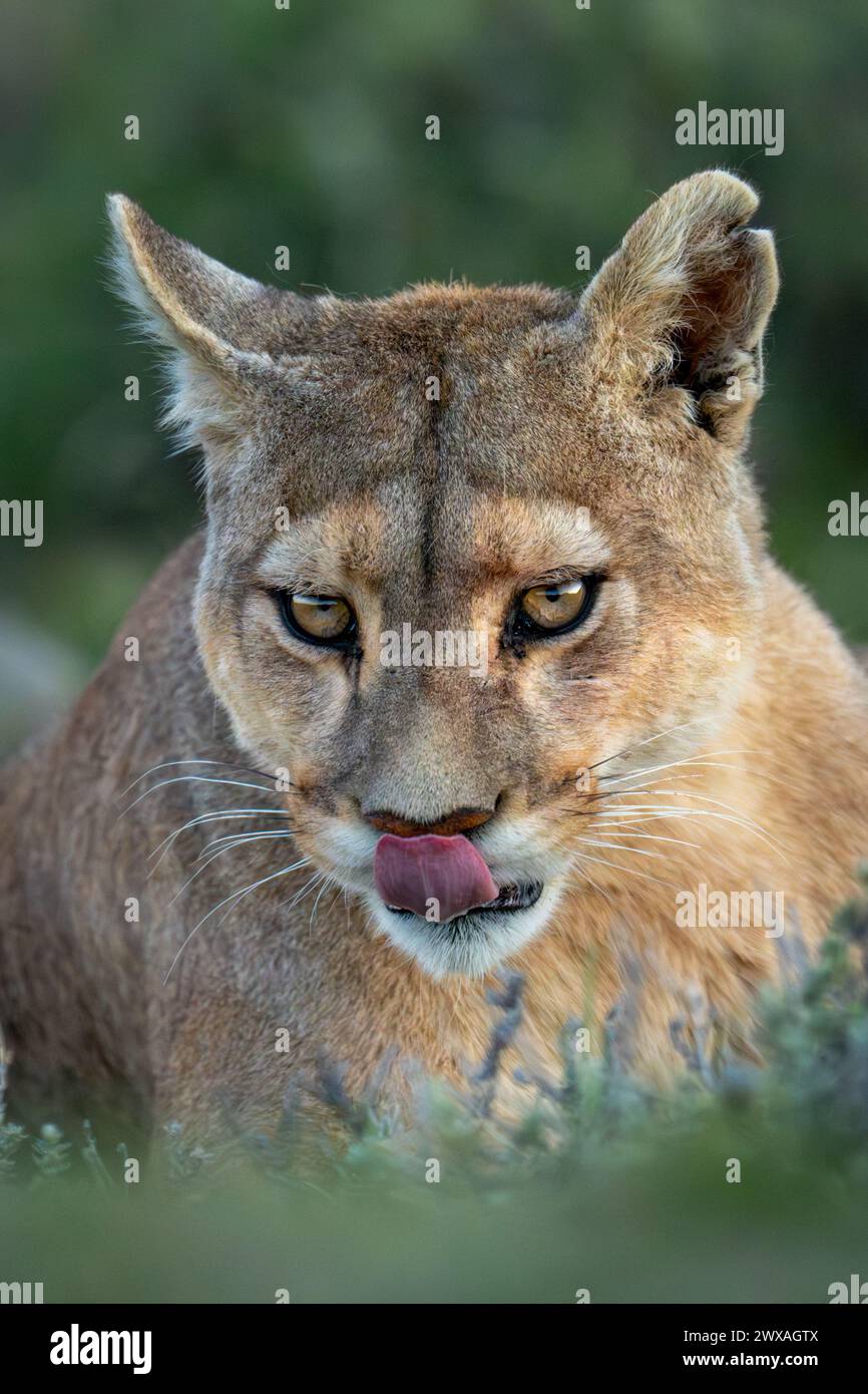 Cougar lying down hi-res stock photography and images - Alamy