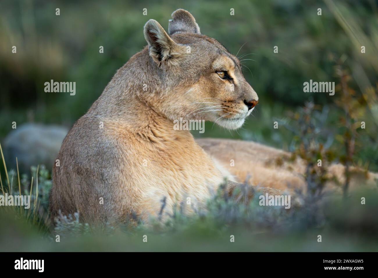 Close-up of puma lying down with catchlight Stock Photo - Alamy