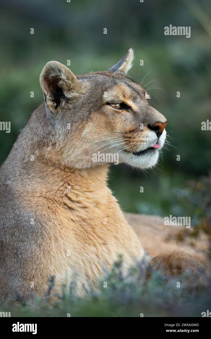 Mountain lion puma concolor tongue hi-res stock photography and images ...
