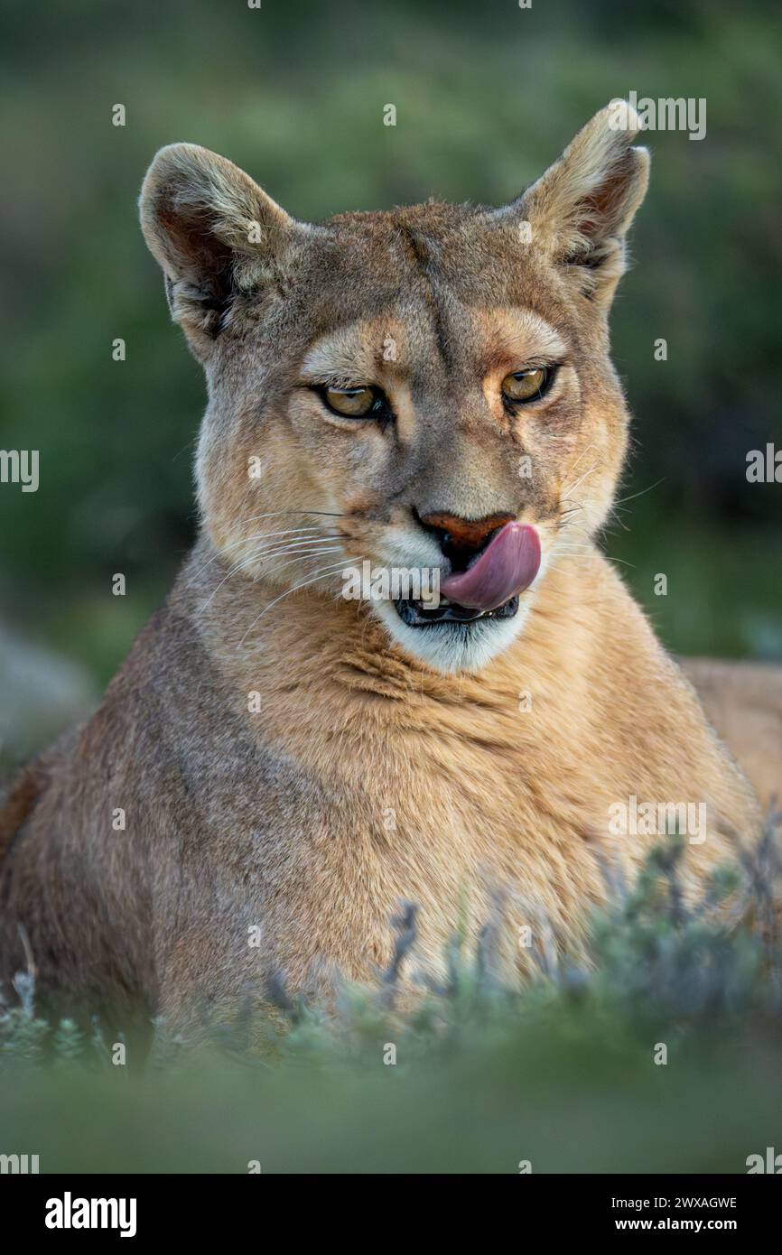 Close-up of puma lying licking its lips Stock Photo - Alamy