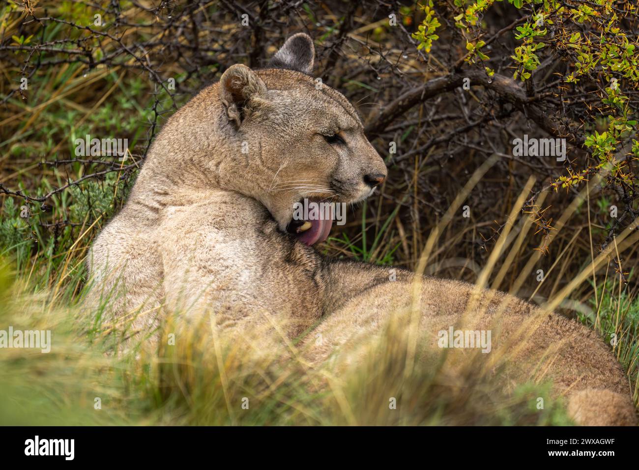 Close-up of puma lying licking its back Stock Photo - Alamy