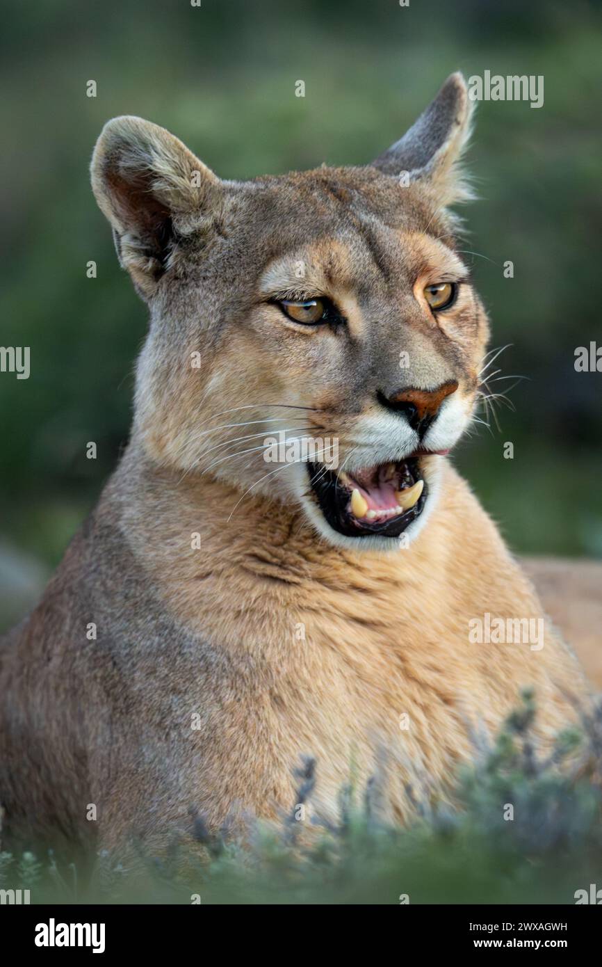 Close-up of puma lying opening its mouth Stock Photo - Alamy