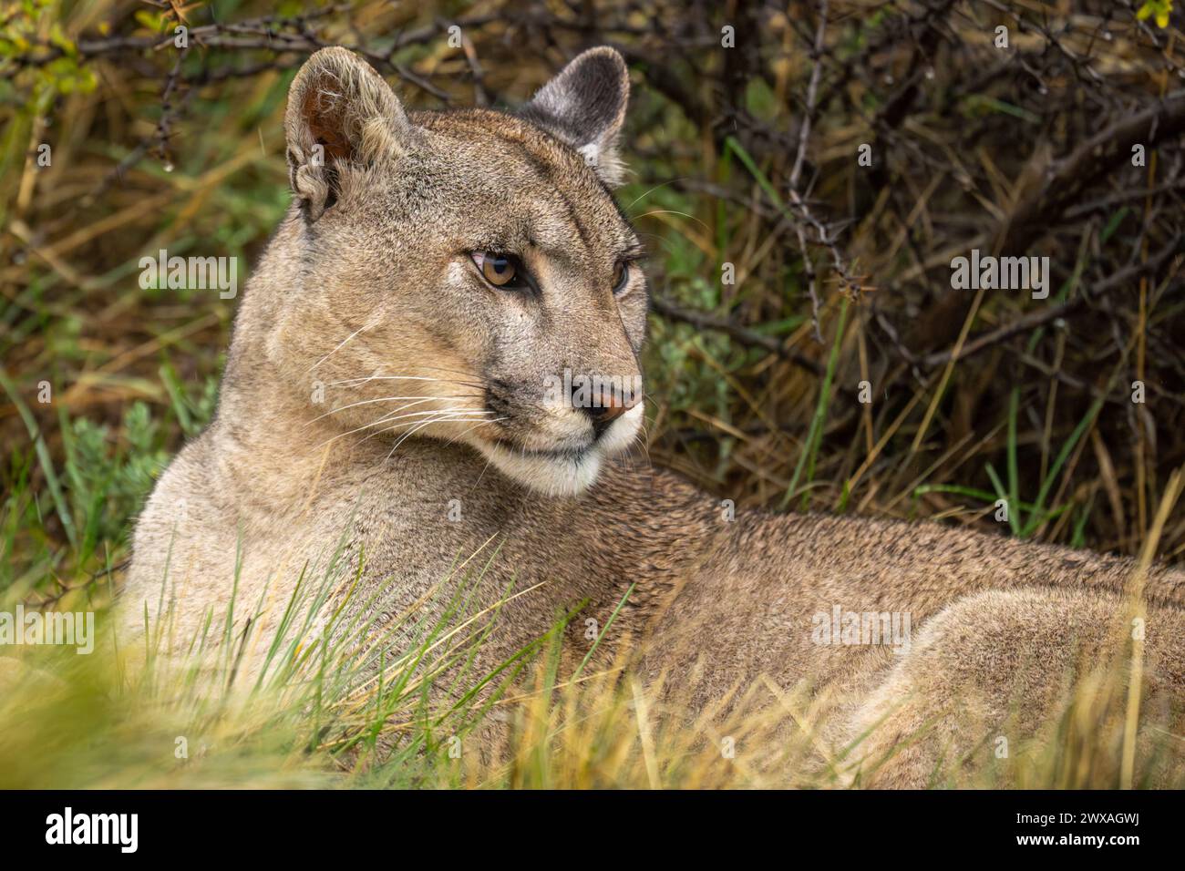 Close-up of puma lying in tall grass Stock Photo - Alamy