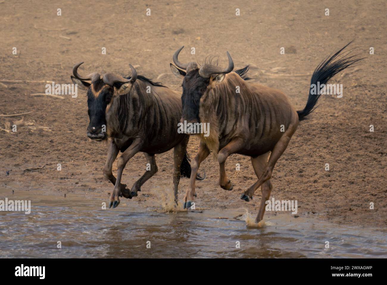 Two blue wildebeest enter shallow river side-by-side Stock Photo - Alamy