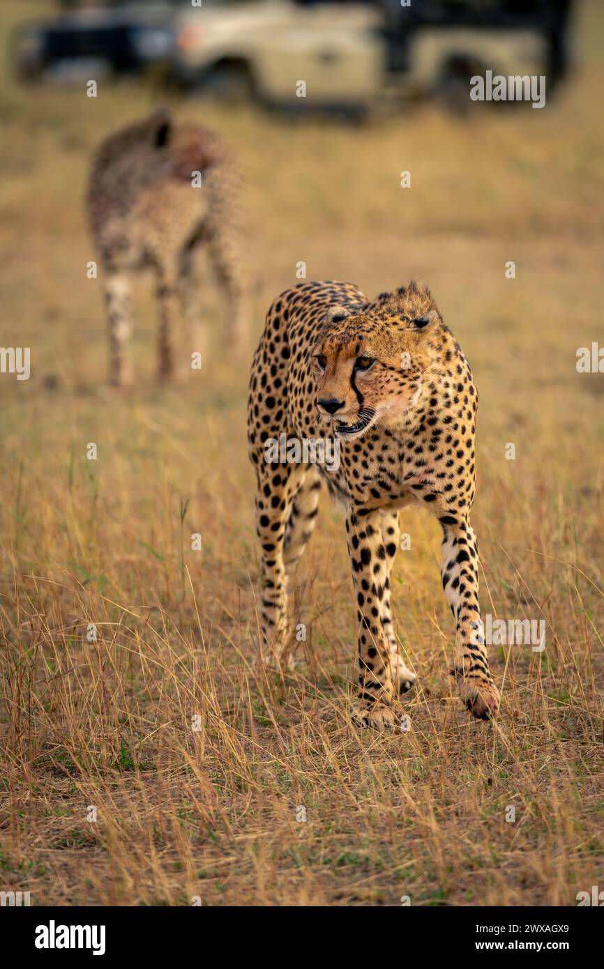 Two cheetah walk towards camera over grass Stock Photo - Alamy
